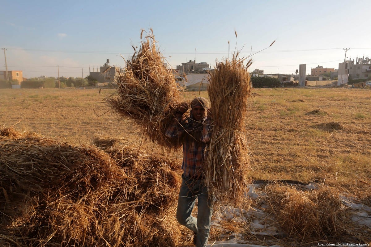 Wheat harvest in Gaza – Middle East Monitor