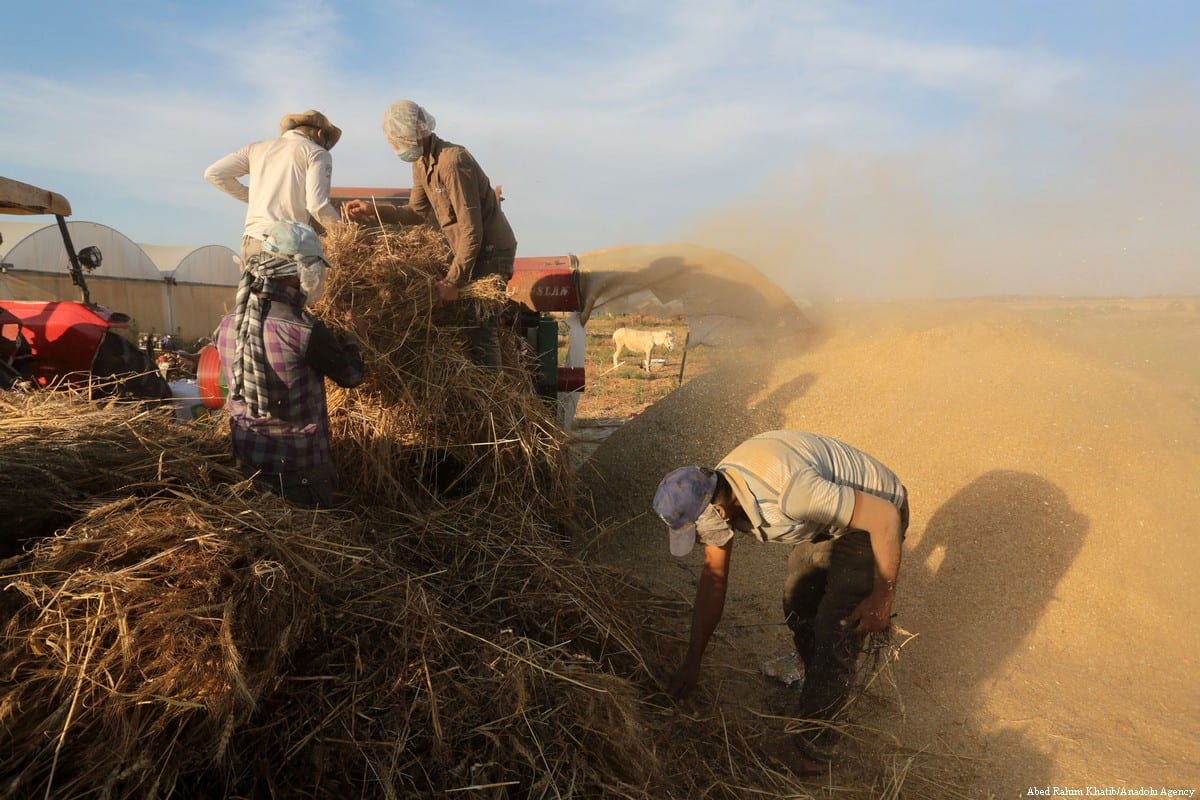 Wheat harvest in Gaza – Middle East Monitor