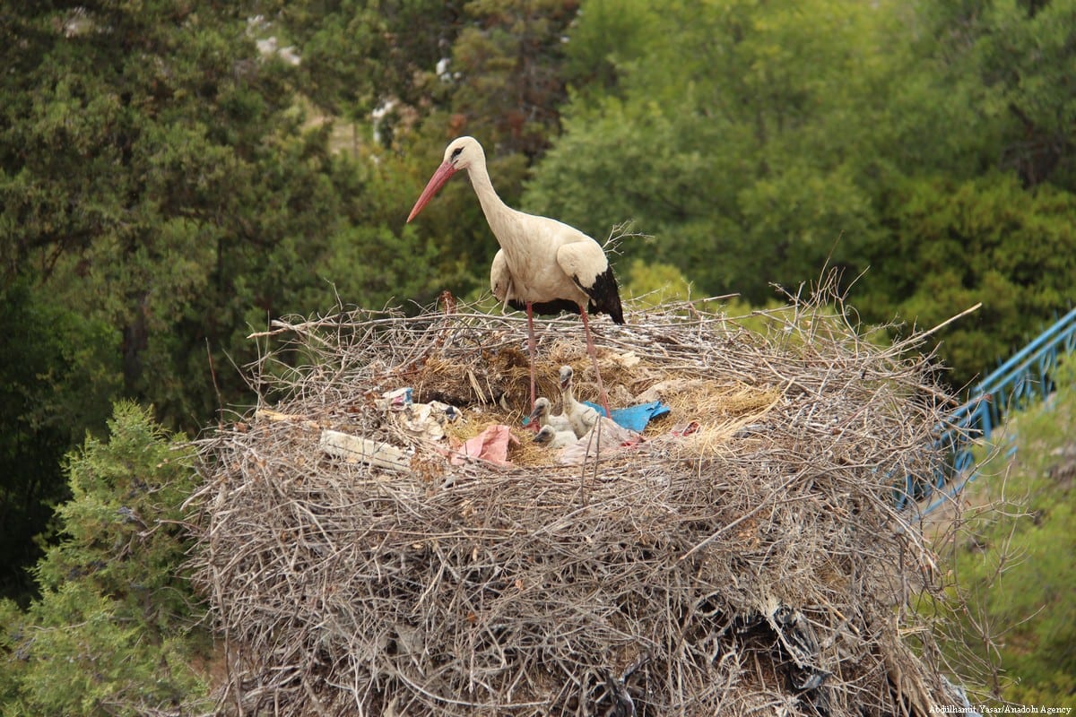 New babies delivered by a stork – Middle East Monitor