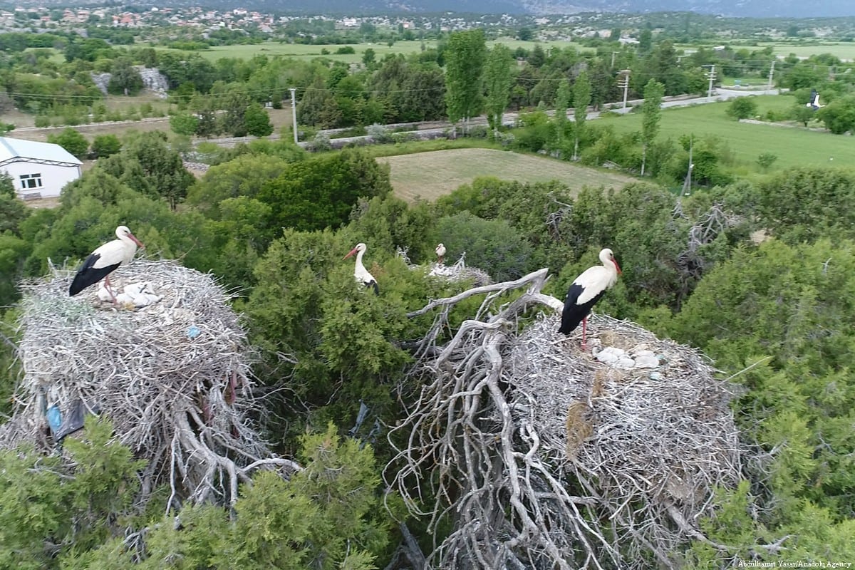 New babies delivered by a stork – Middle East Monitor