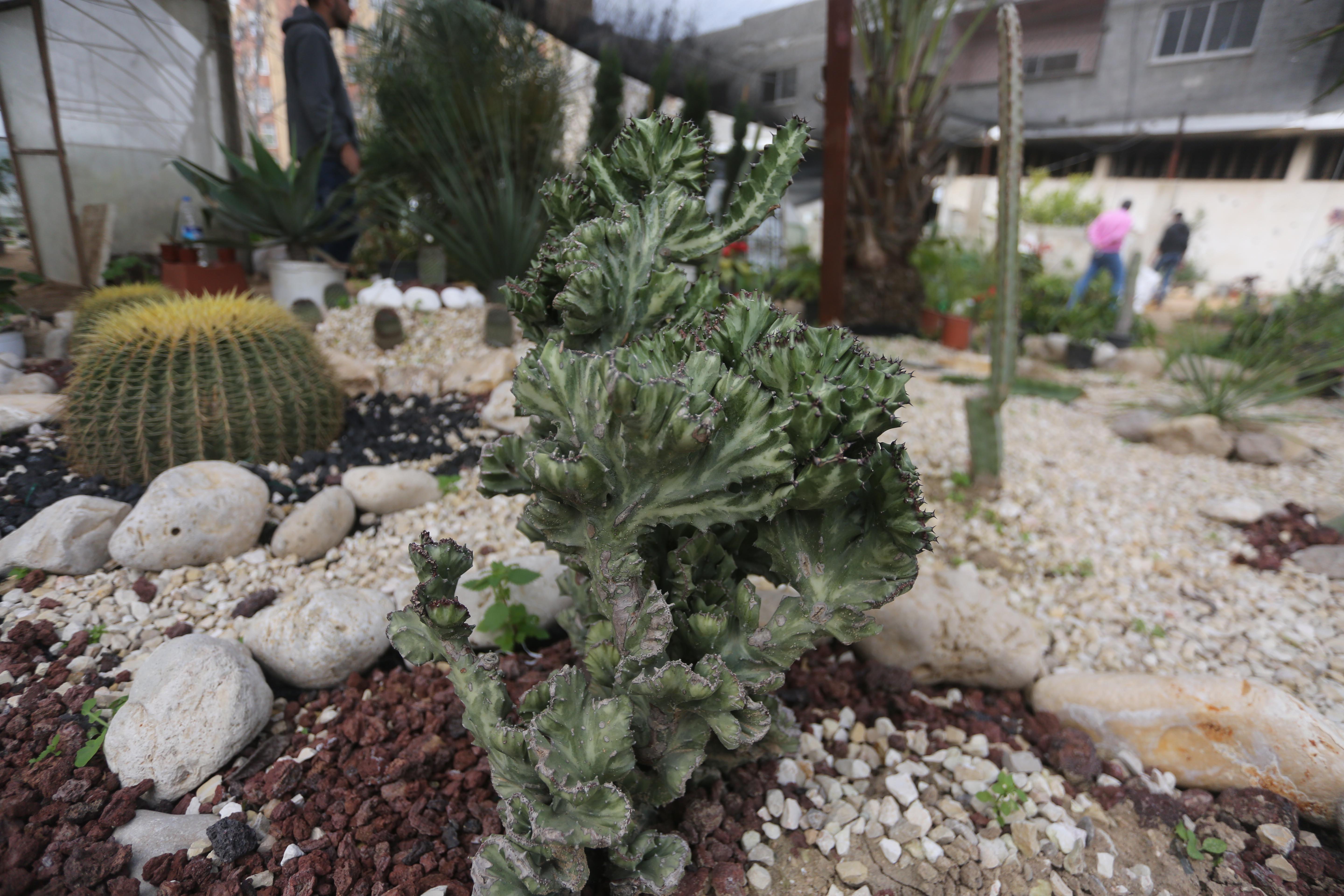 Teenager establishes Gaza’s largest cactus nursery – Middle East Monitor