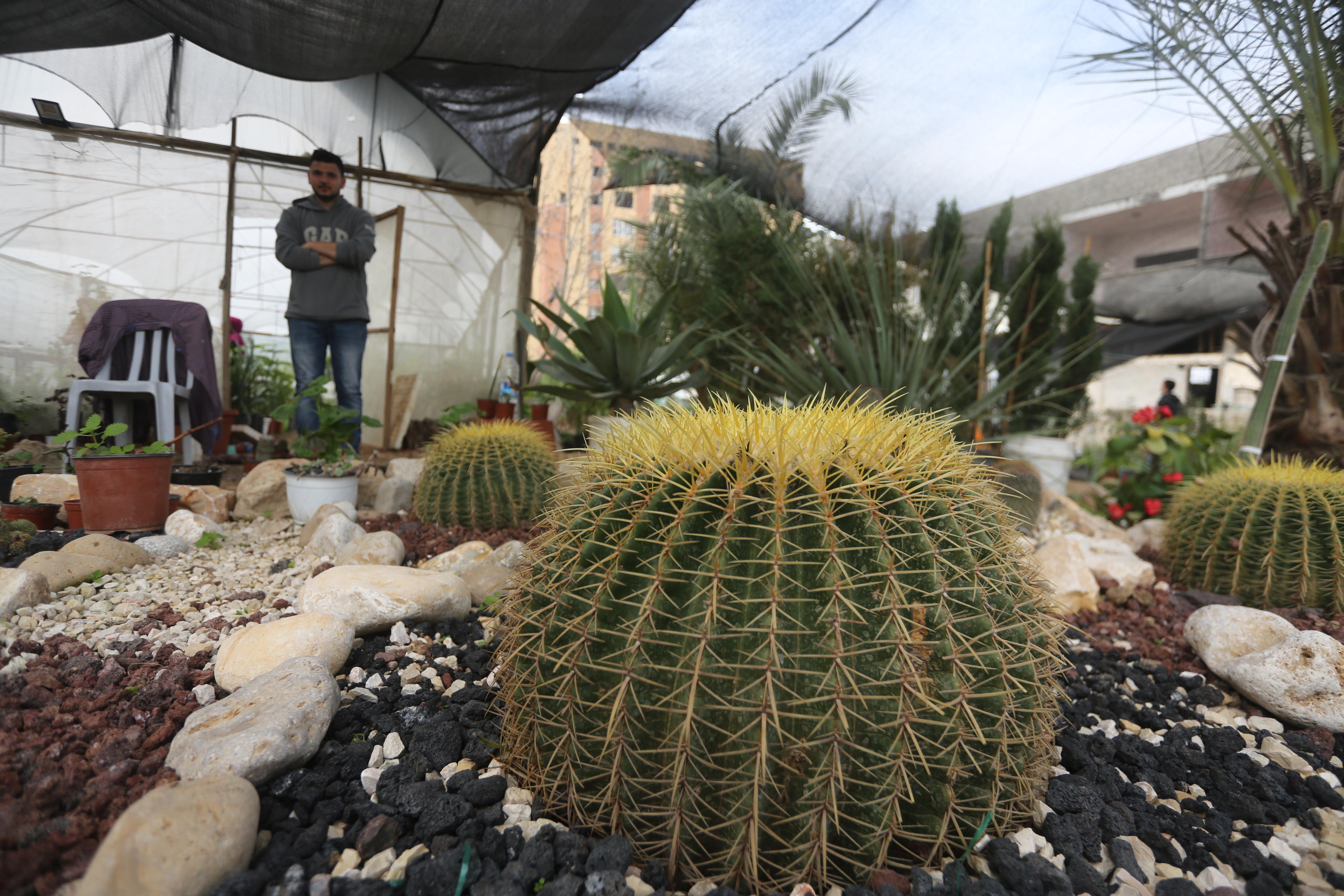 Teenager establishes Gaza’s largest cactus nursery – Middle East Monitor