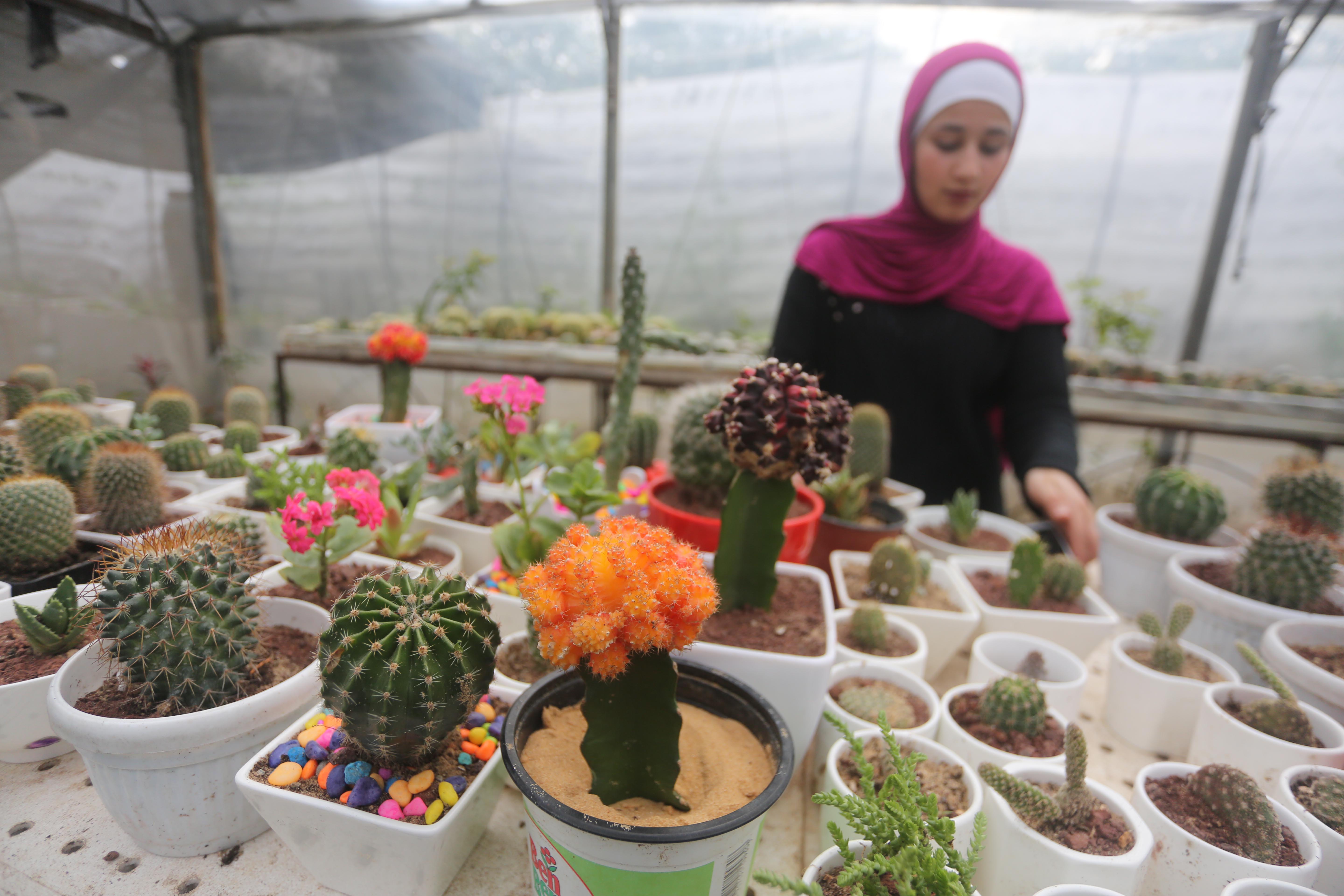 Teenager establishes Gaza’s largest cactus nursery – Middle East Monitor