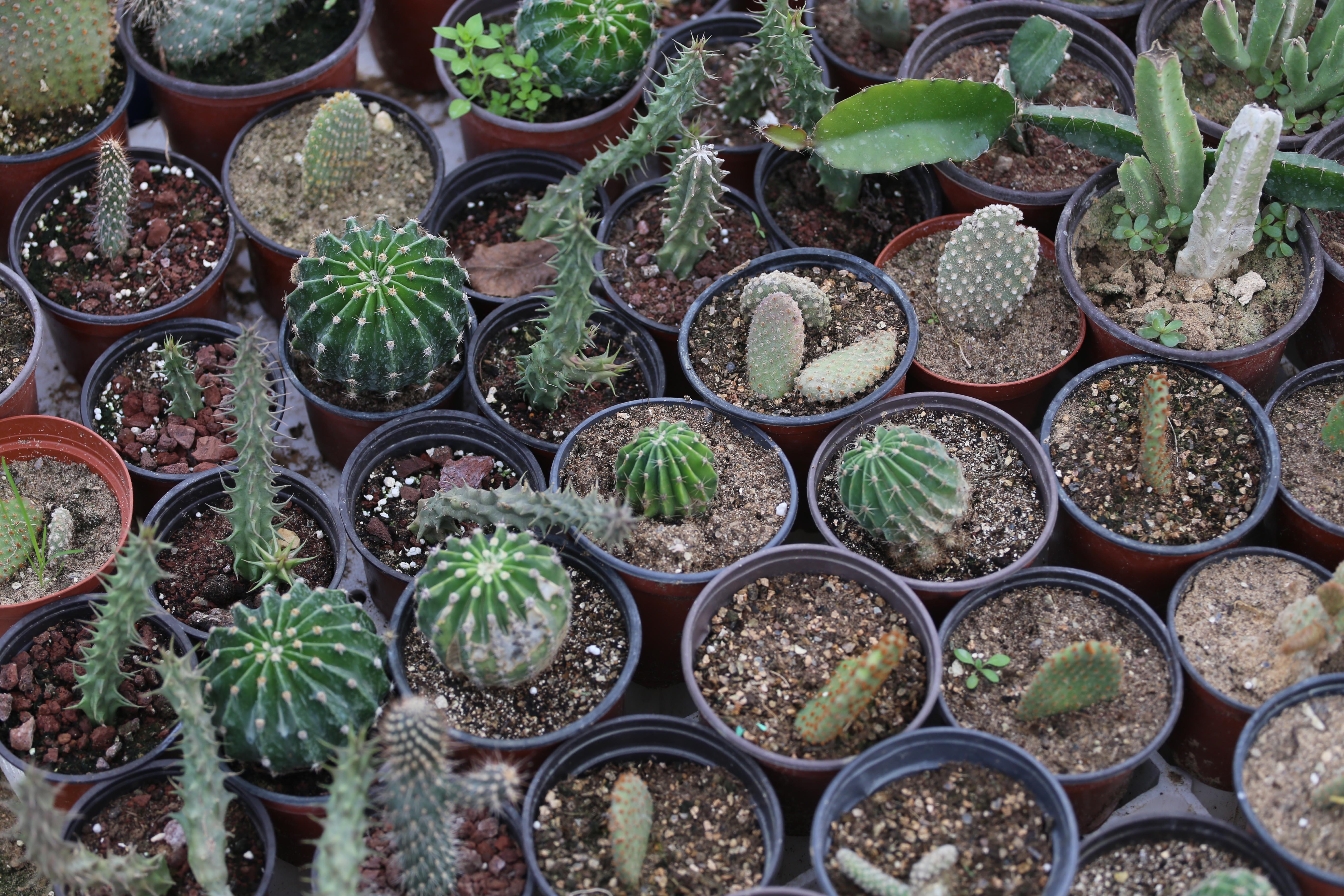 Teenager establishes Gaza’s largest cactus nursery – Middle East Monitor