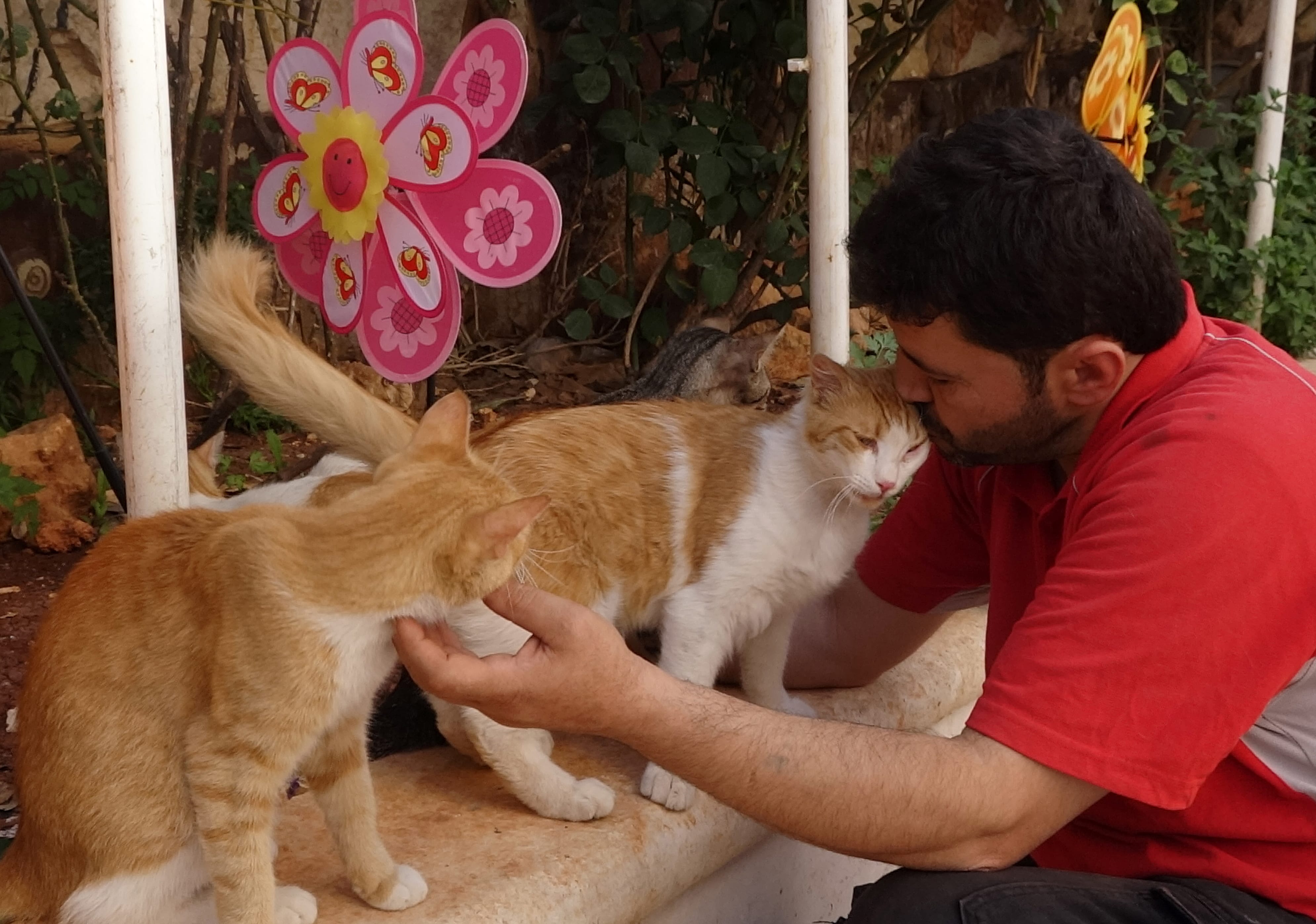 Cat sanctuary in war torn Syria – Middle East Monitor