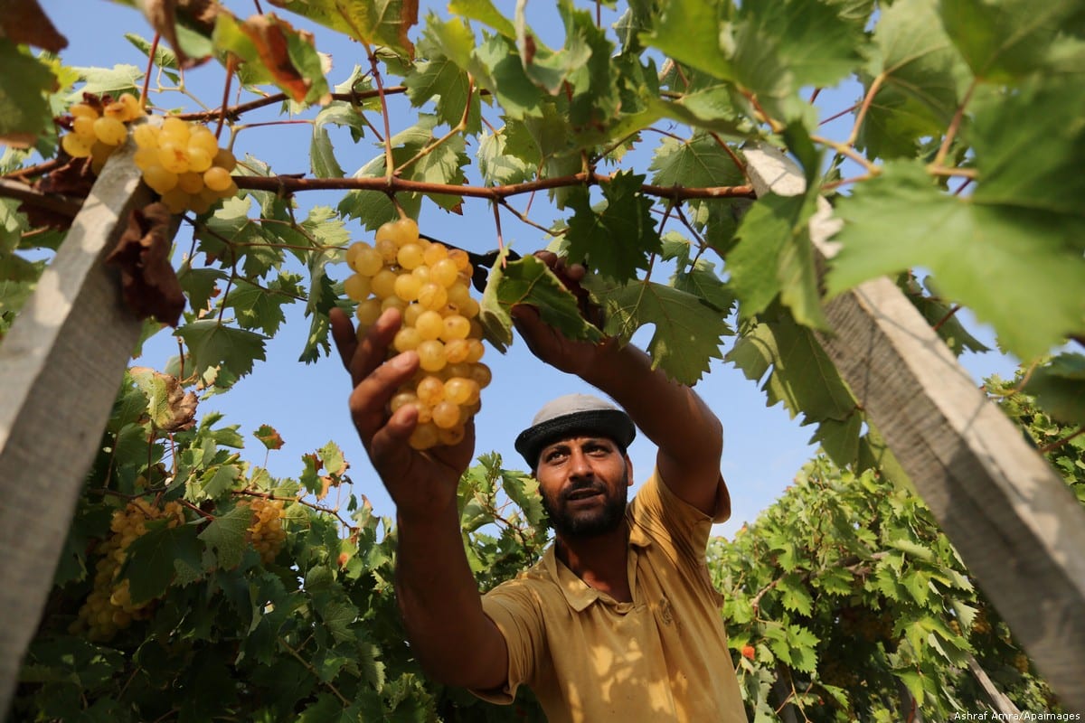 Fine vines – Middle East Monitor