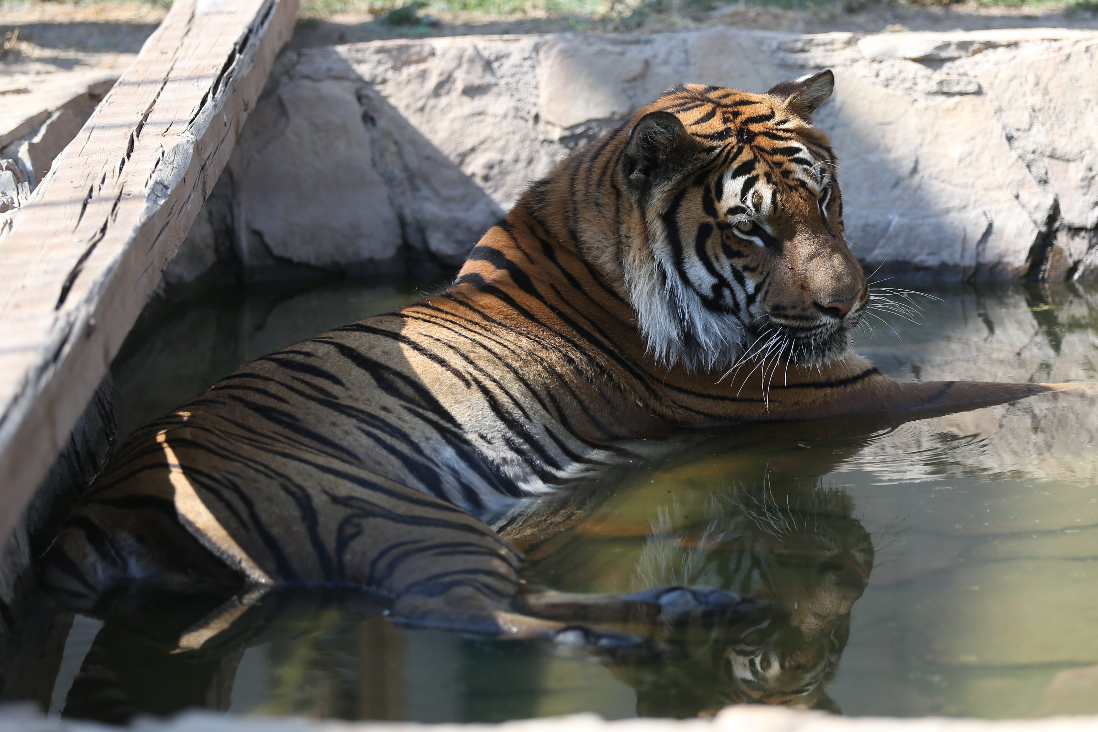 Having a wild time at the zoo – Middle East Monitor