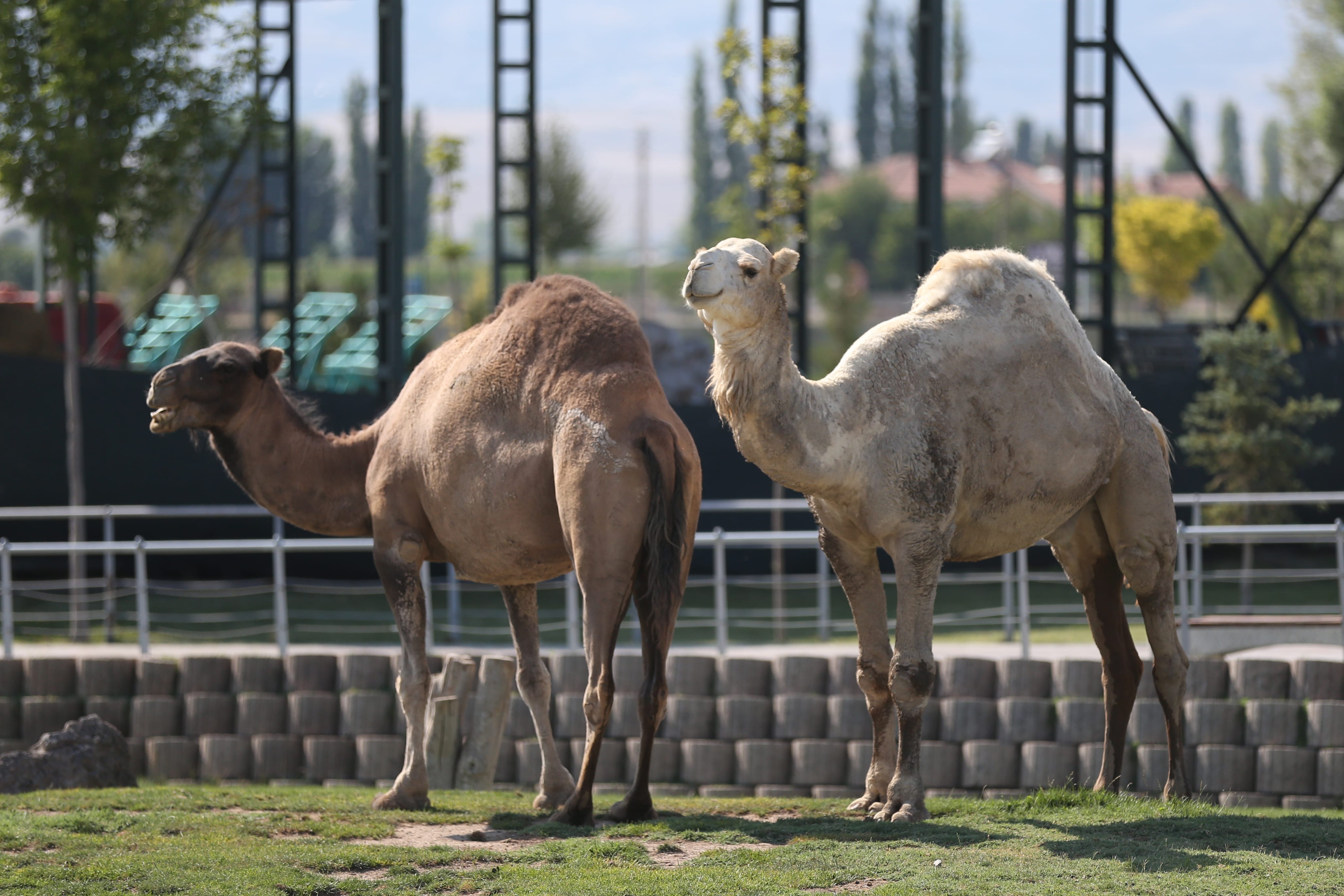 Having a wild time at the zoo – Middle East Monitor