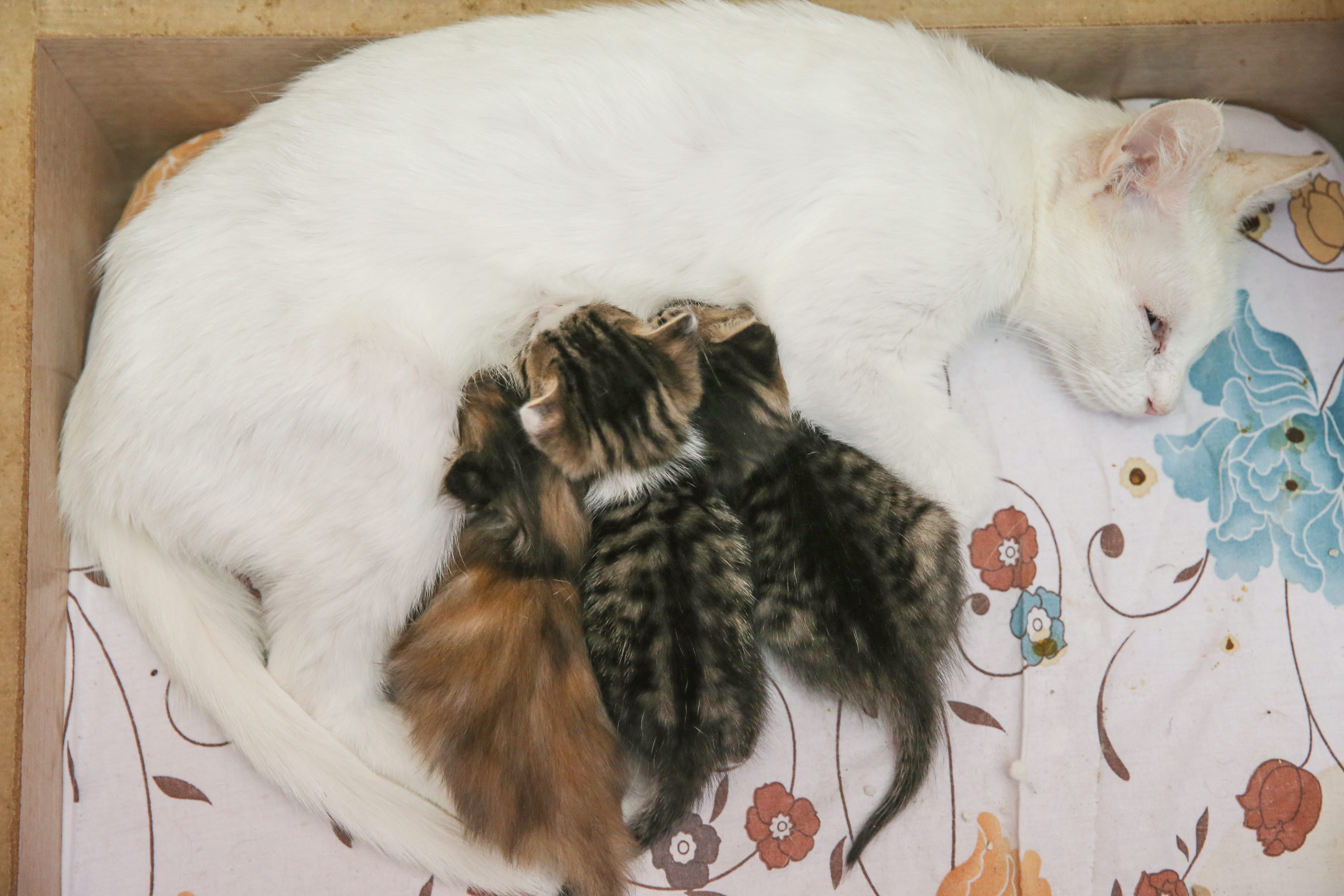 Cat adopts abandoned kittens – Middle East Monitor