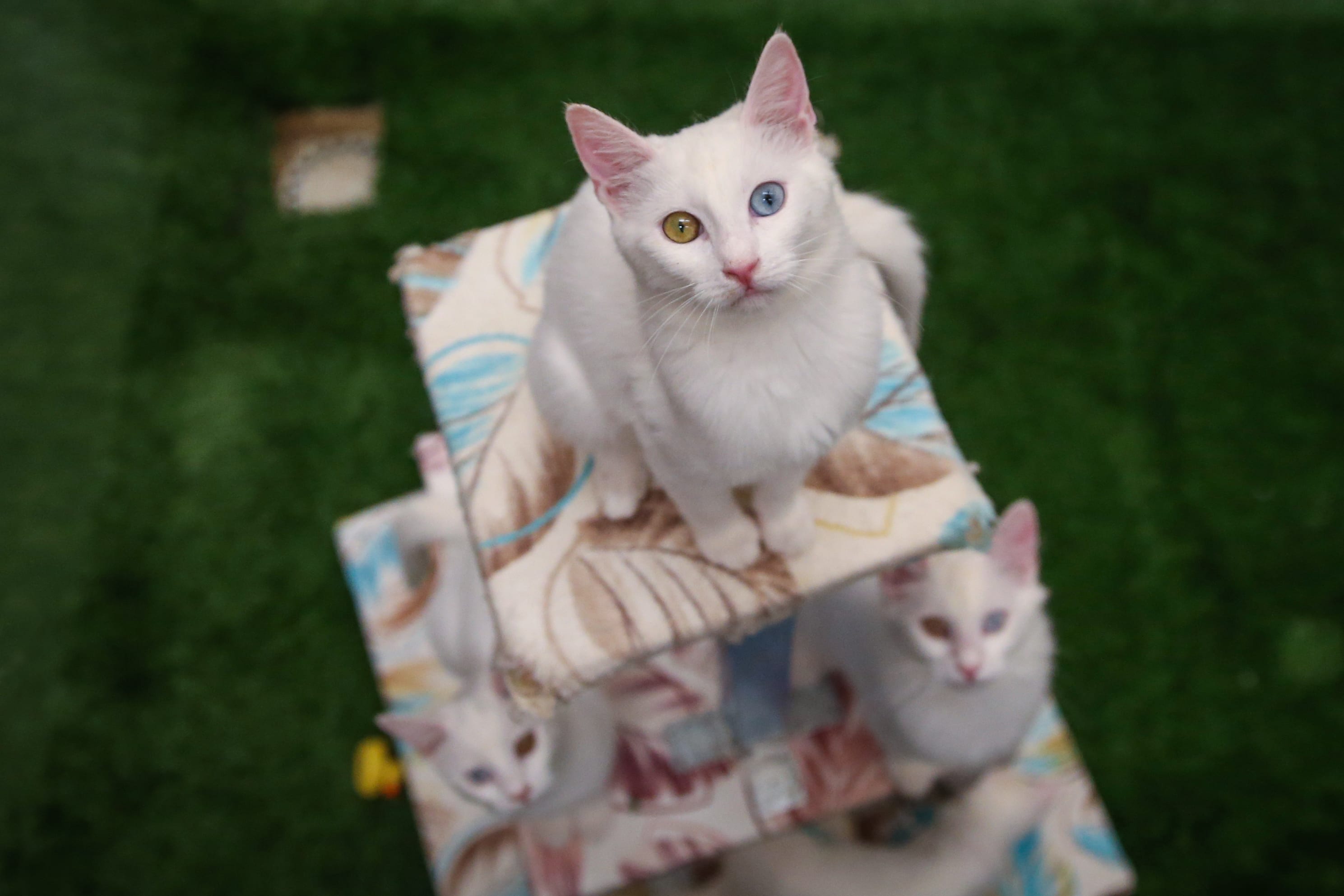 Cat adopts abandoned kittens – Middle East Monitor