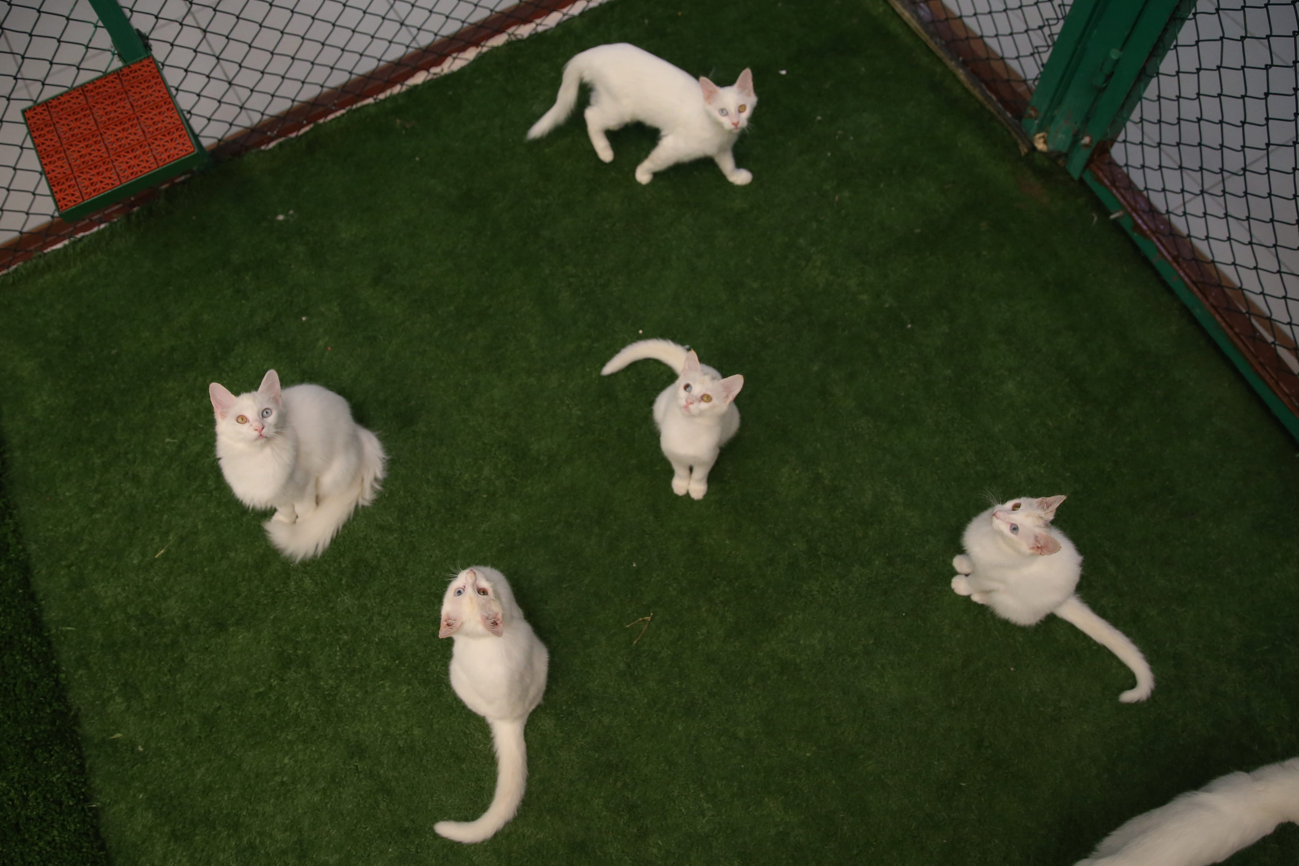 Cat adopts abandoned kittens – Middle East Monitor