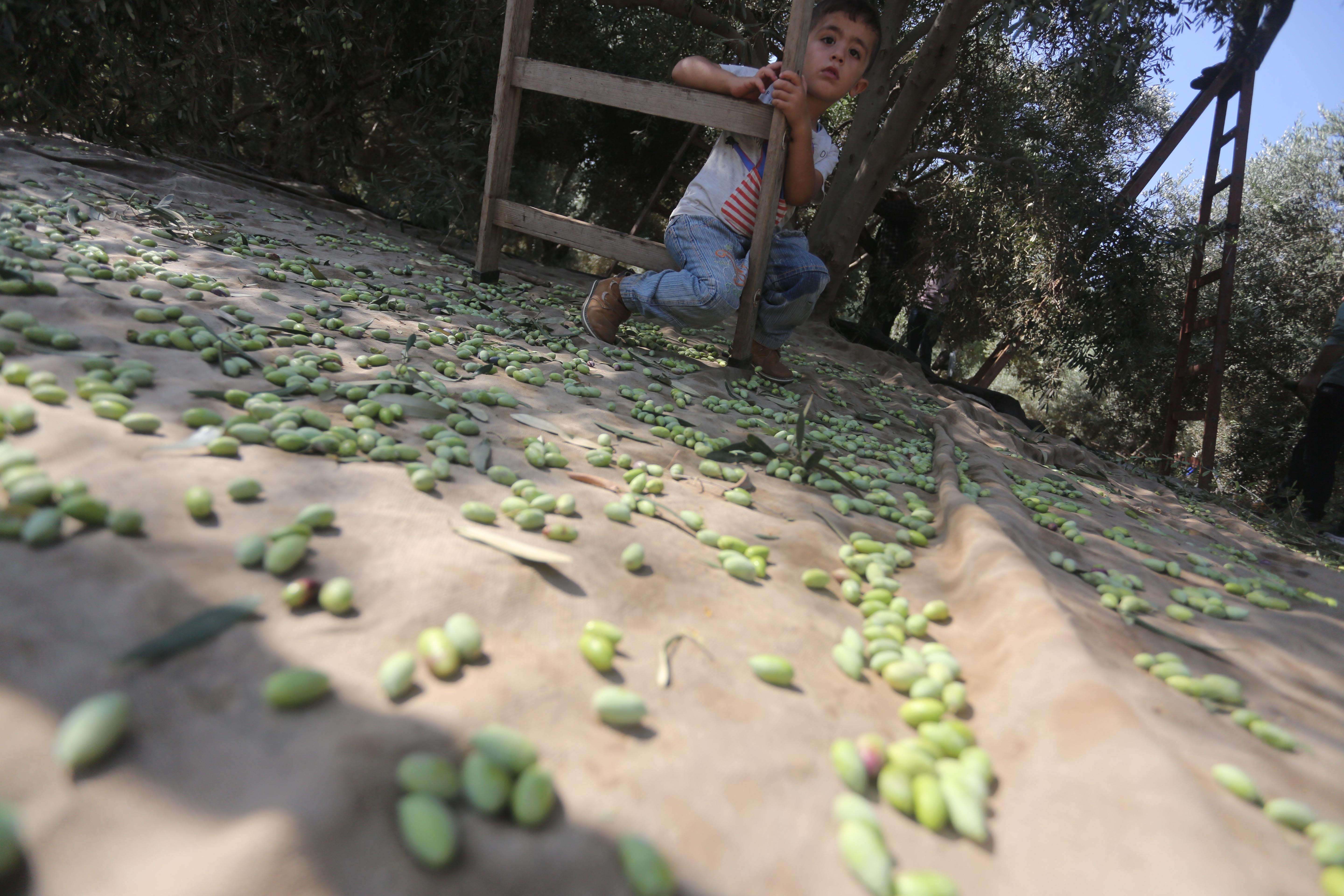 Olive harvest in Gaza – Middle East Monitor