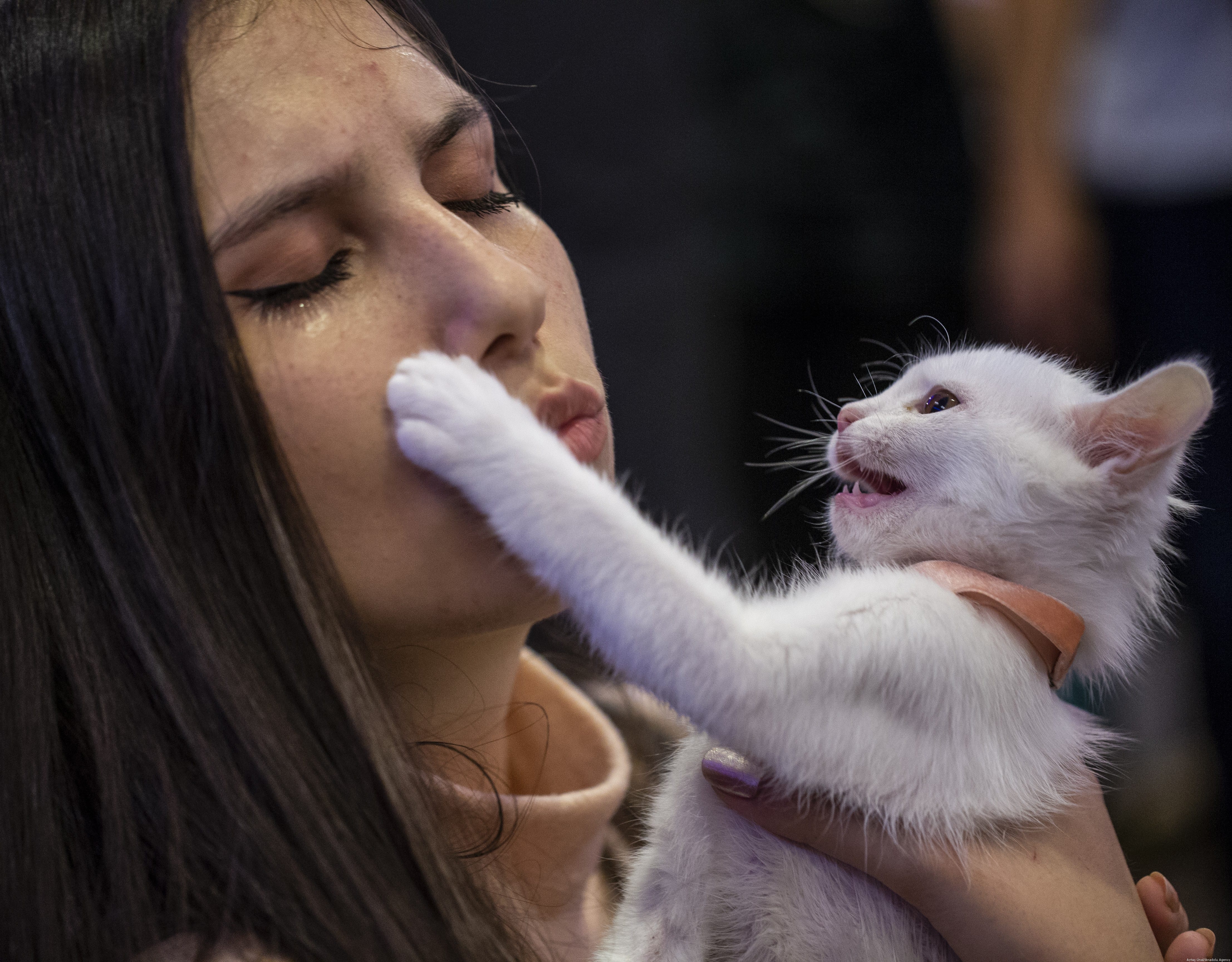 Adorable Cat Beauty Fest! – Middle East Monitor