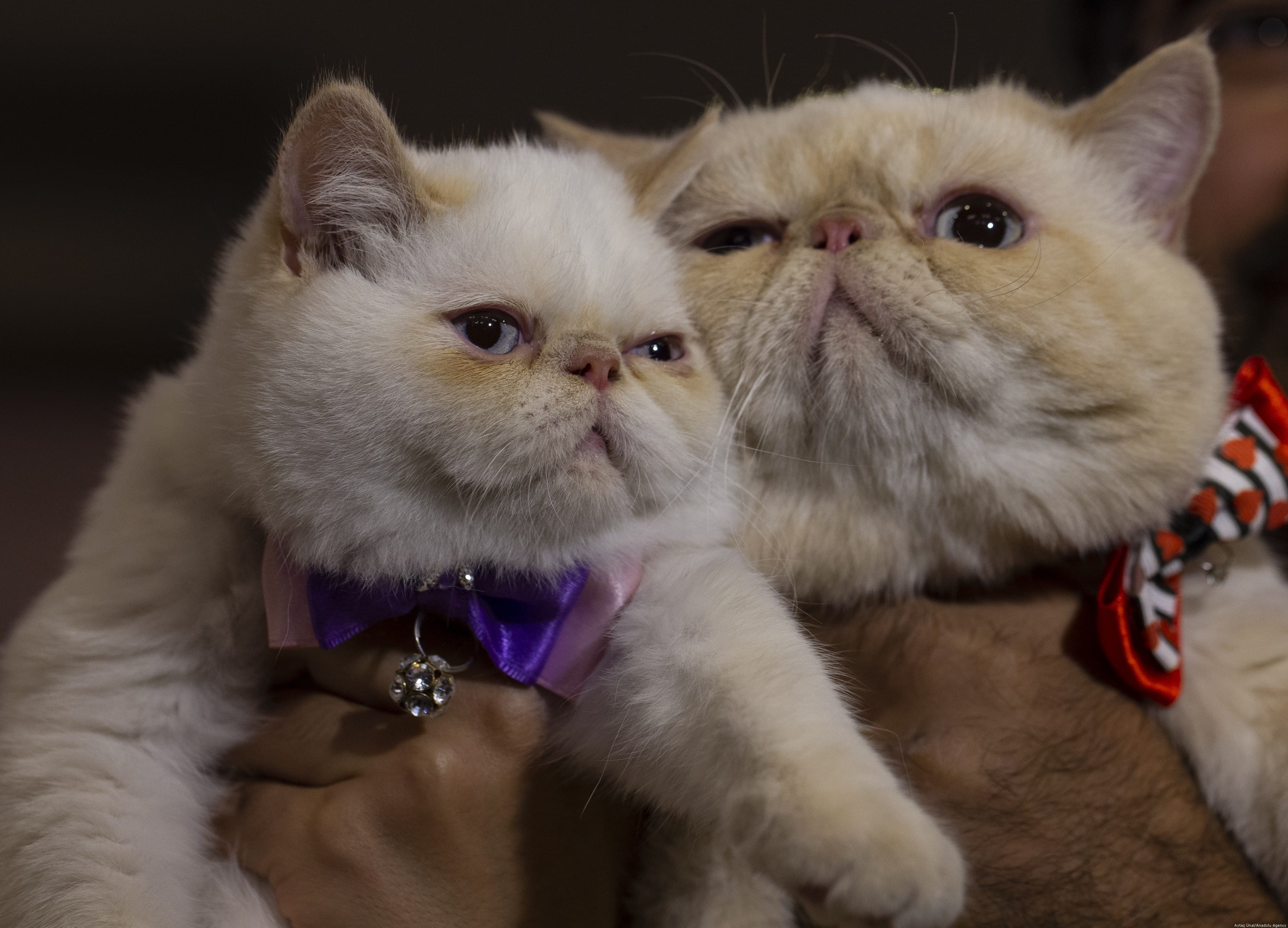 Adorable Cat Beauty Fest! – Middle East Monitor