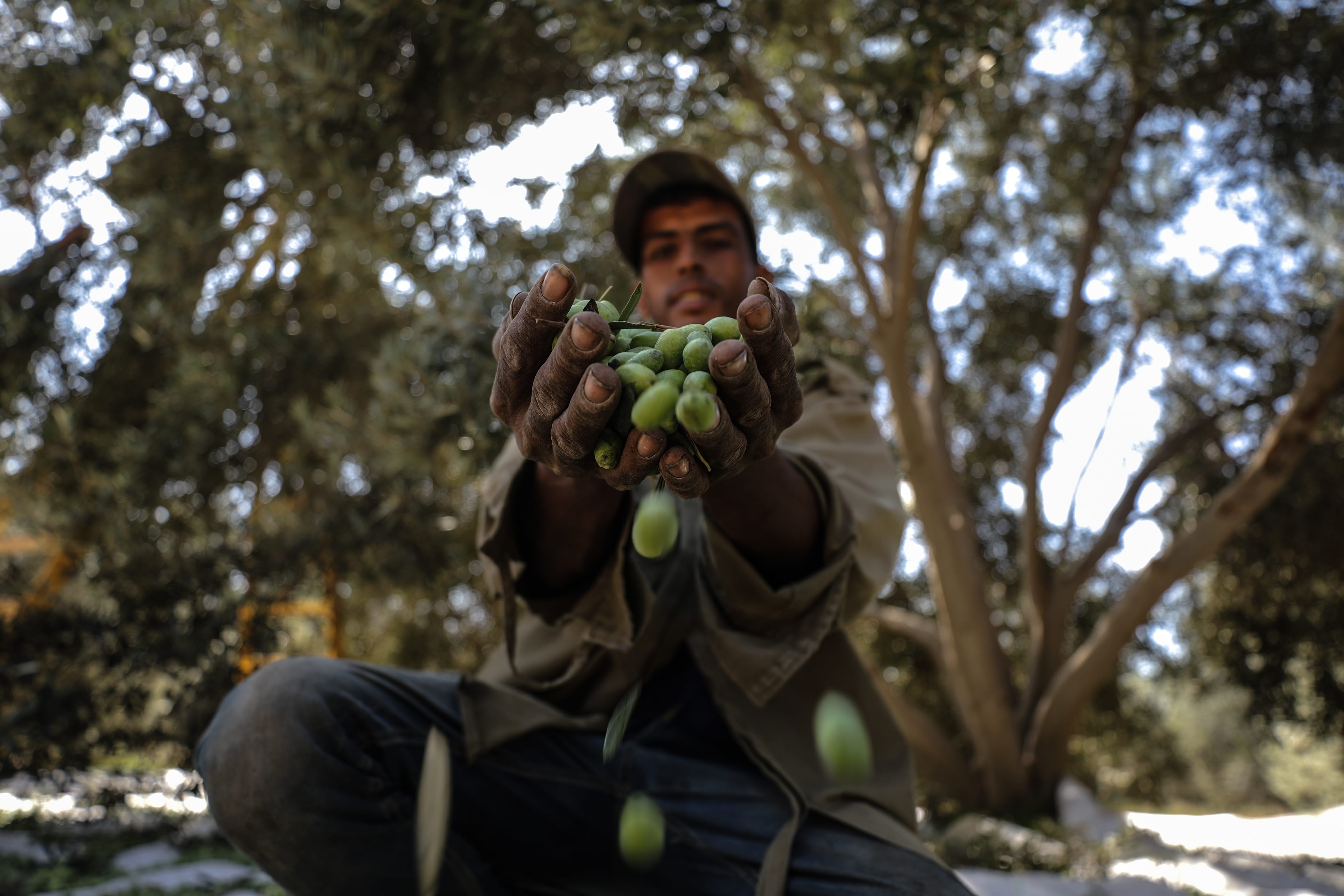 Olive Harvest in Gaza – Middle East Monitor