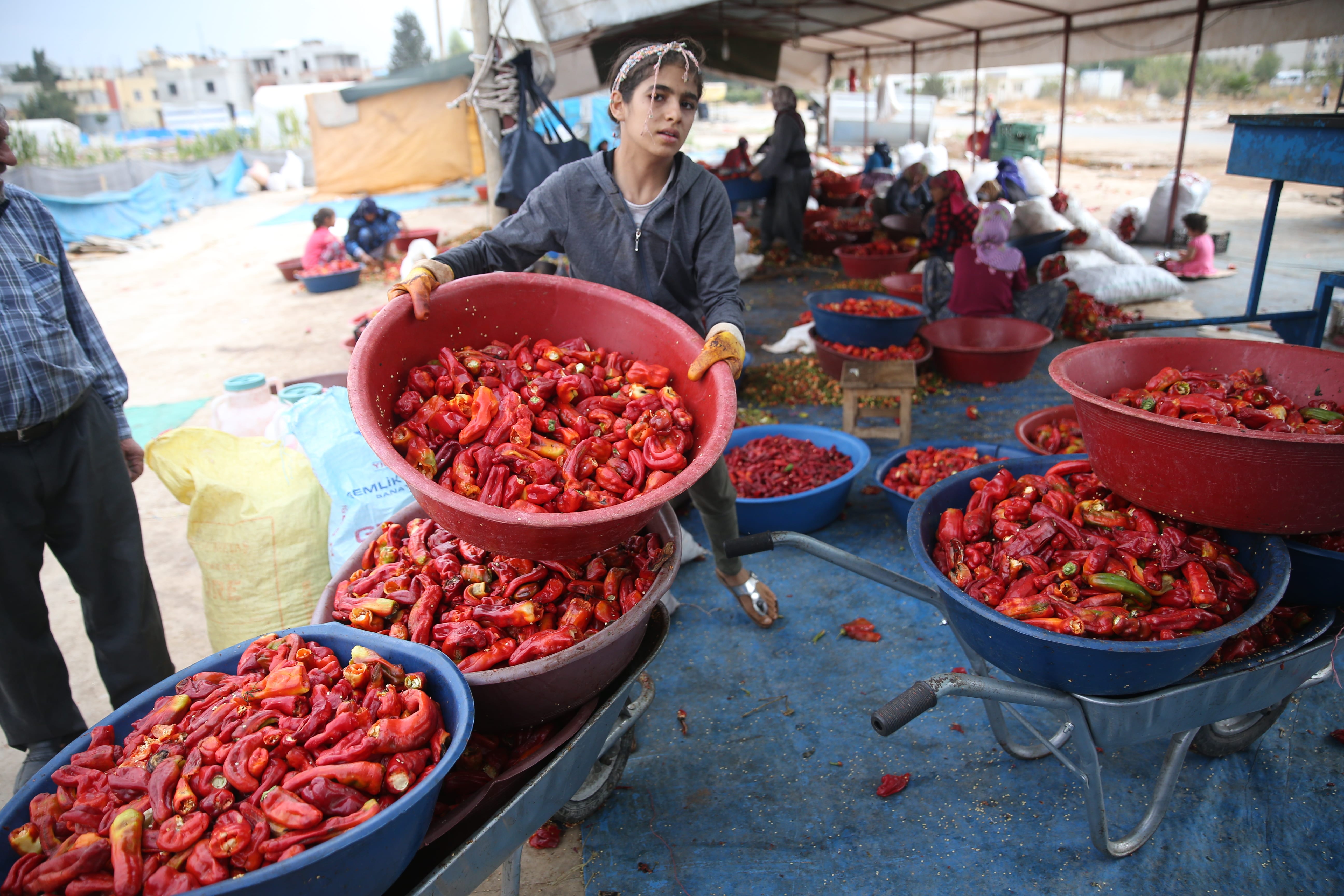 It’s chilli season – Middle East Monitor