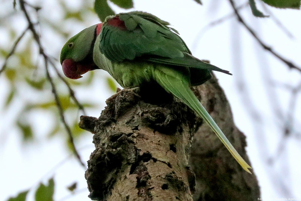 Special feathery guests in Istanbul – Middle East Monitor