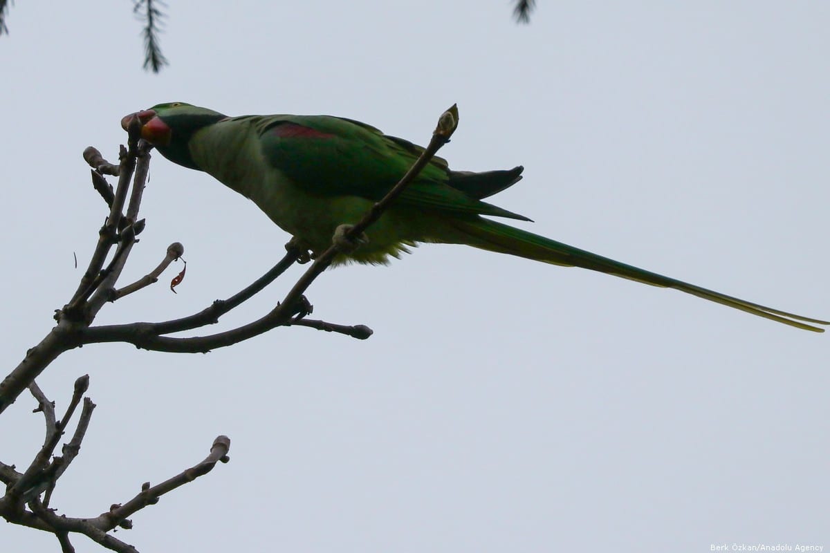 Special feathery guests in Istanbul – Middle East Monitor