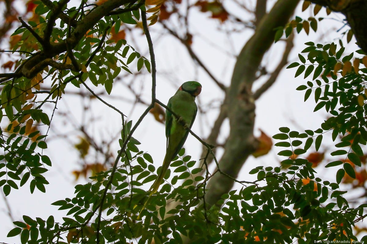 Special feathery guests in Istanbul – Middle East Monitor