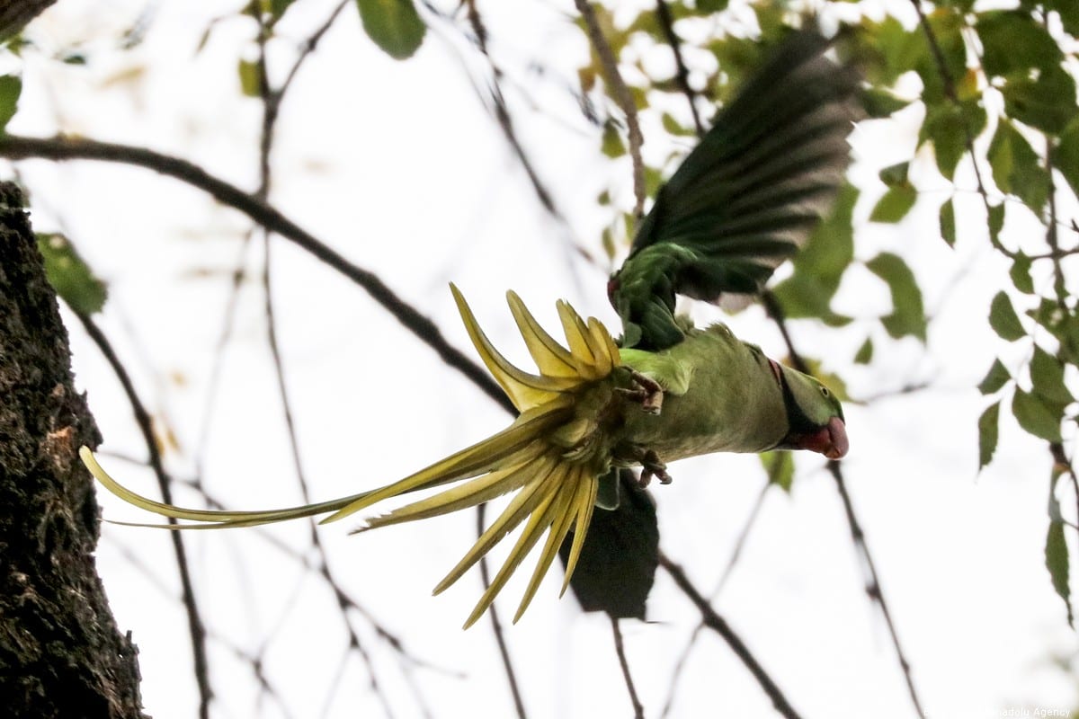 Special feathery guests in Istanbul – Middle East Monitor