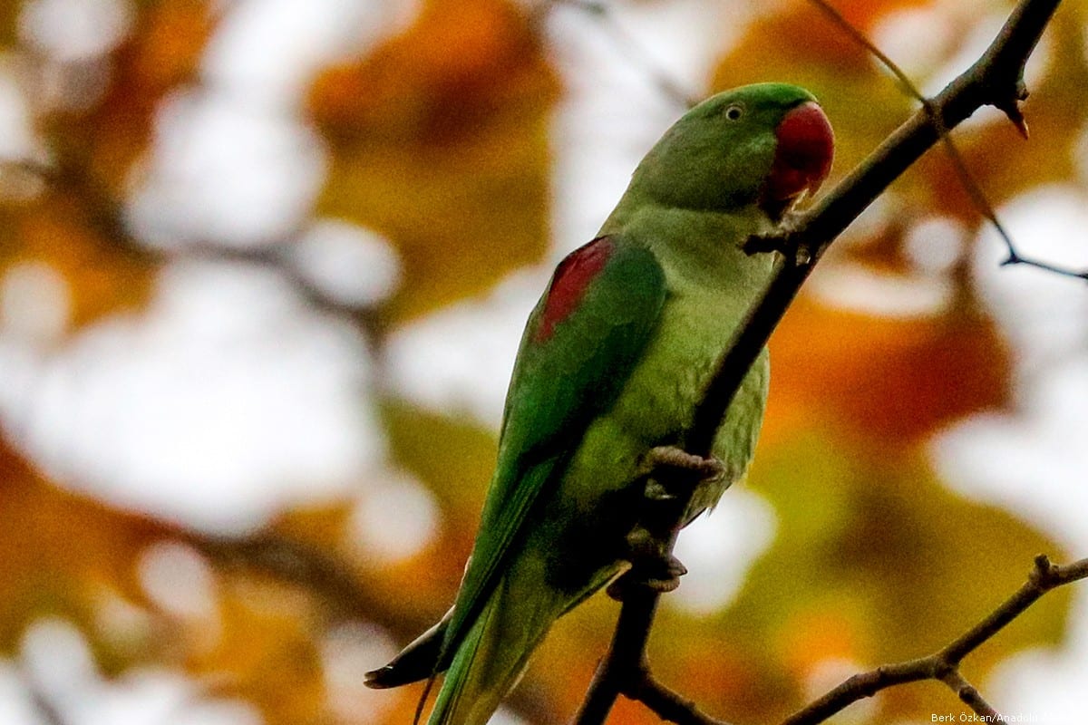 Special feathery guests in Istanbul – Middle East Monitor