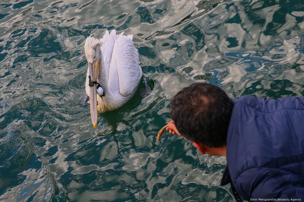 Pelican rescue – Middle East Monitor