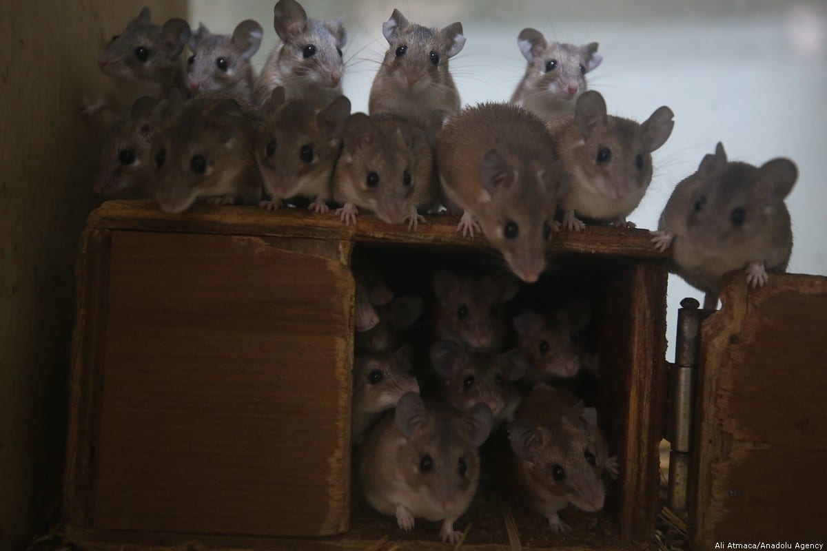 Mouse in a house – Middle East Monitor