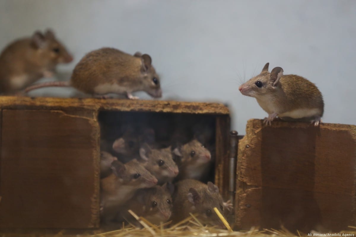 Mouse in a house – Middle East Monitor
