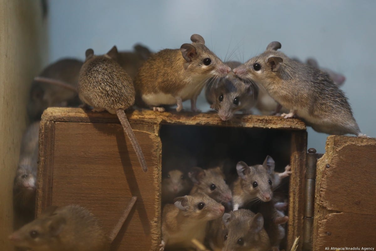 Mouse in a house – Middle East Monitor