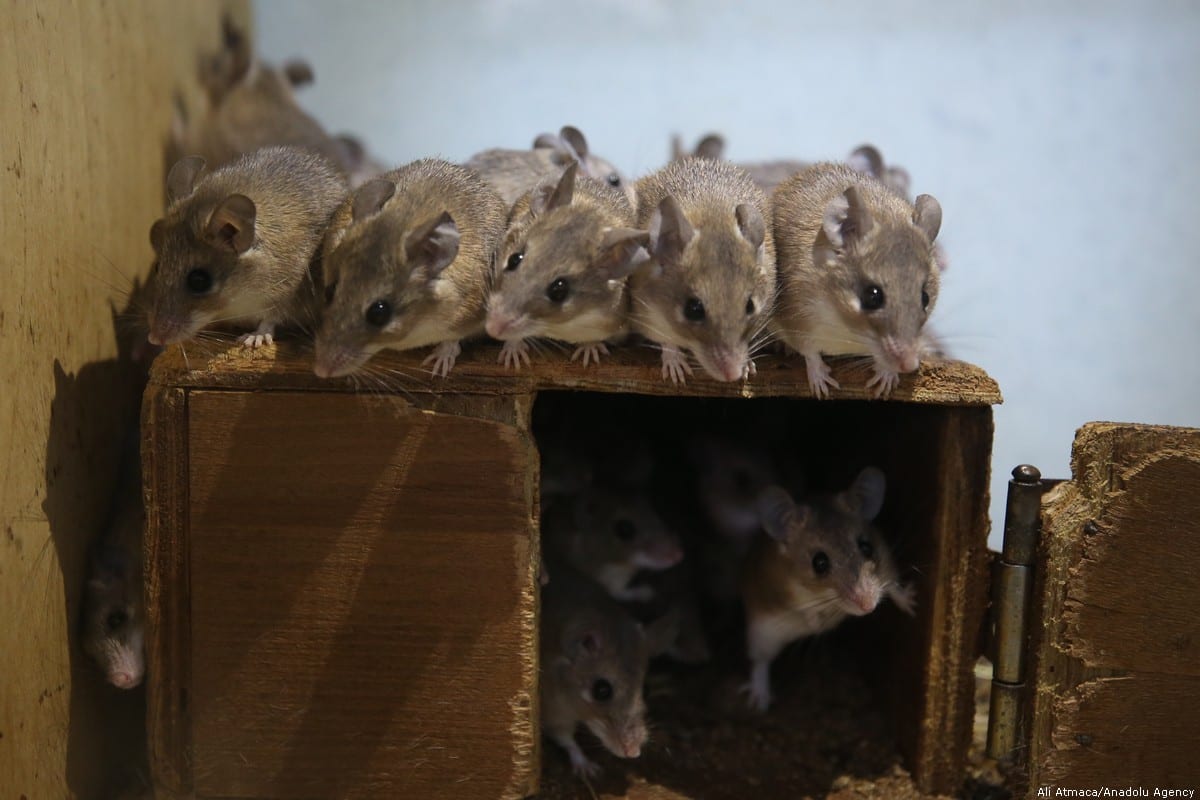 Mouse in a house – Middle East Monitor