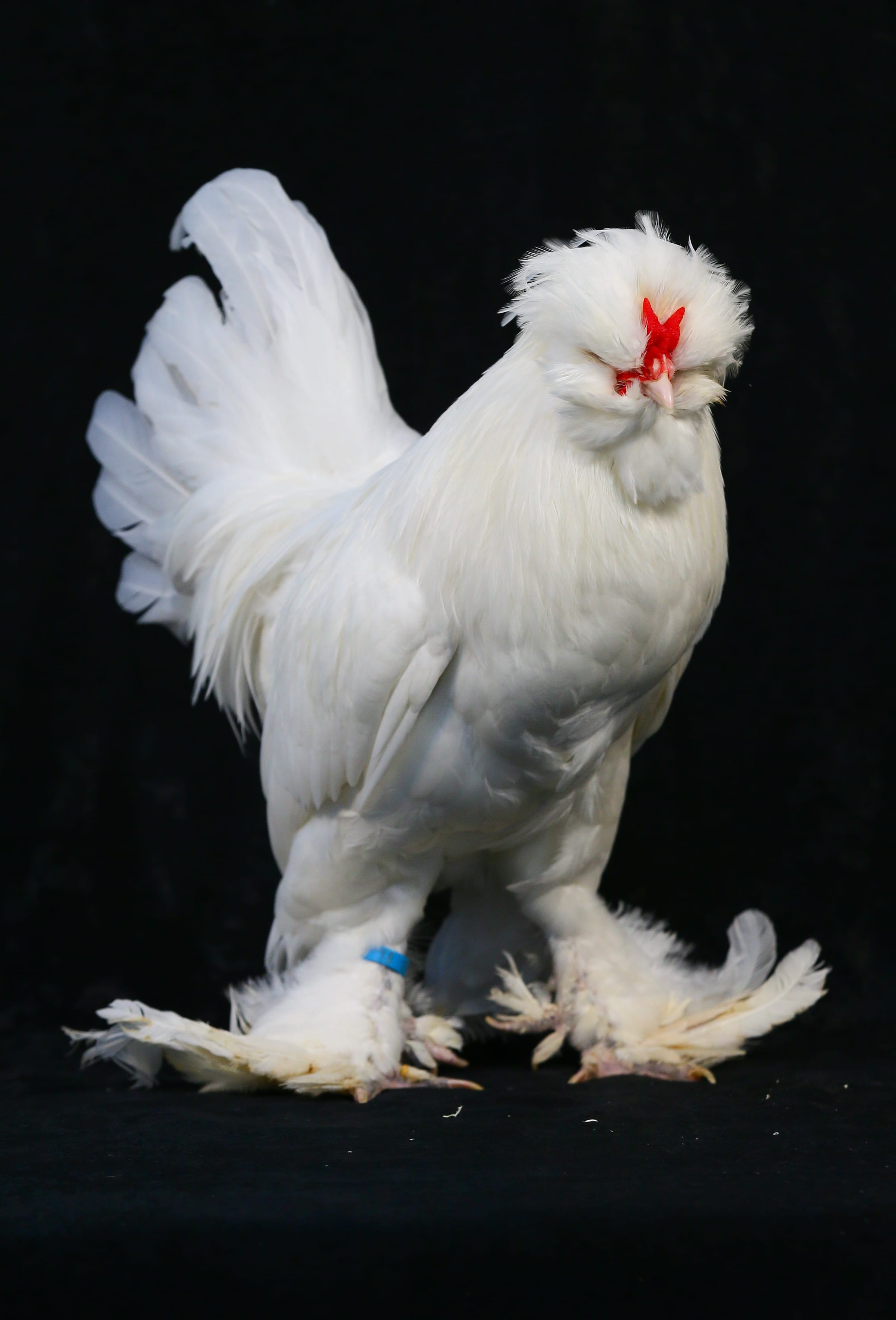 Why did the chicken cross the road? – Middle East Monitor