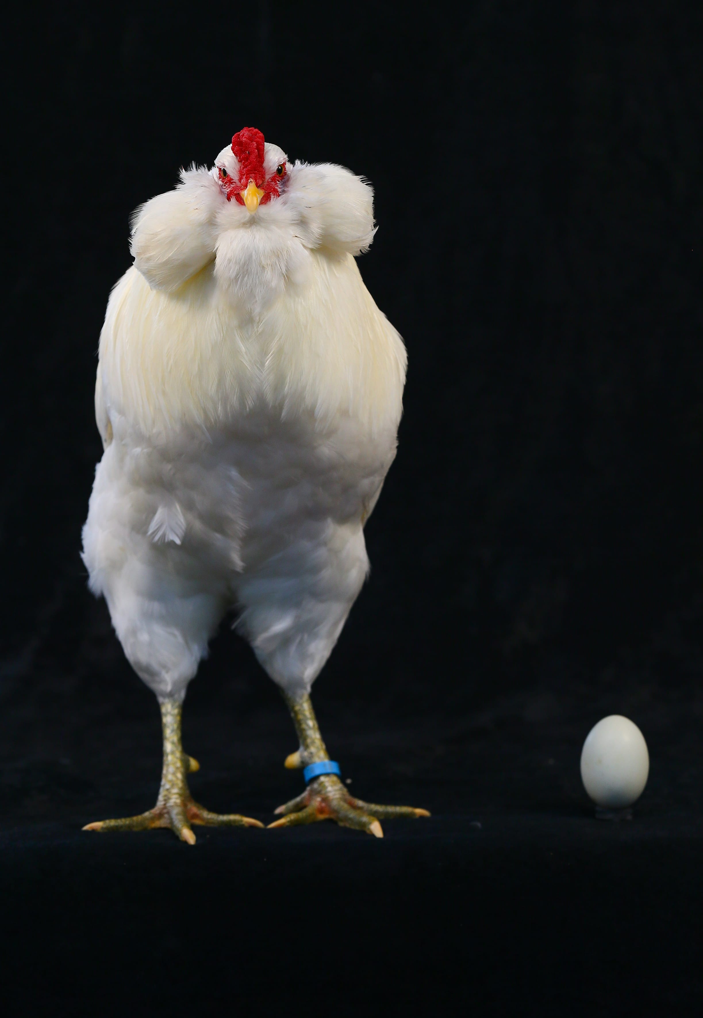 Why did the chicken cross the road? – Middle East Monitor