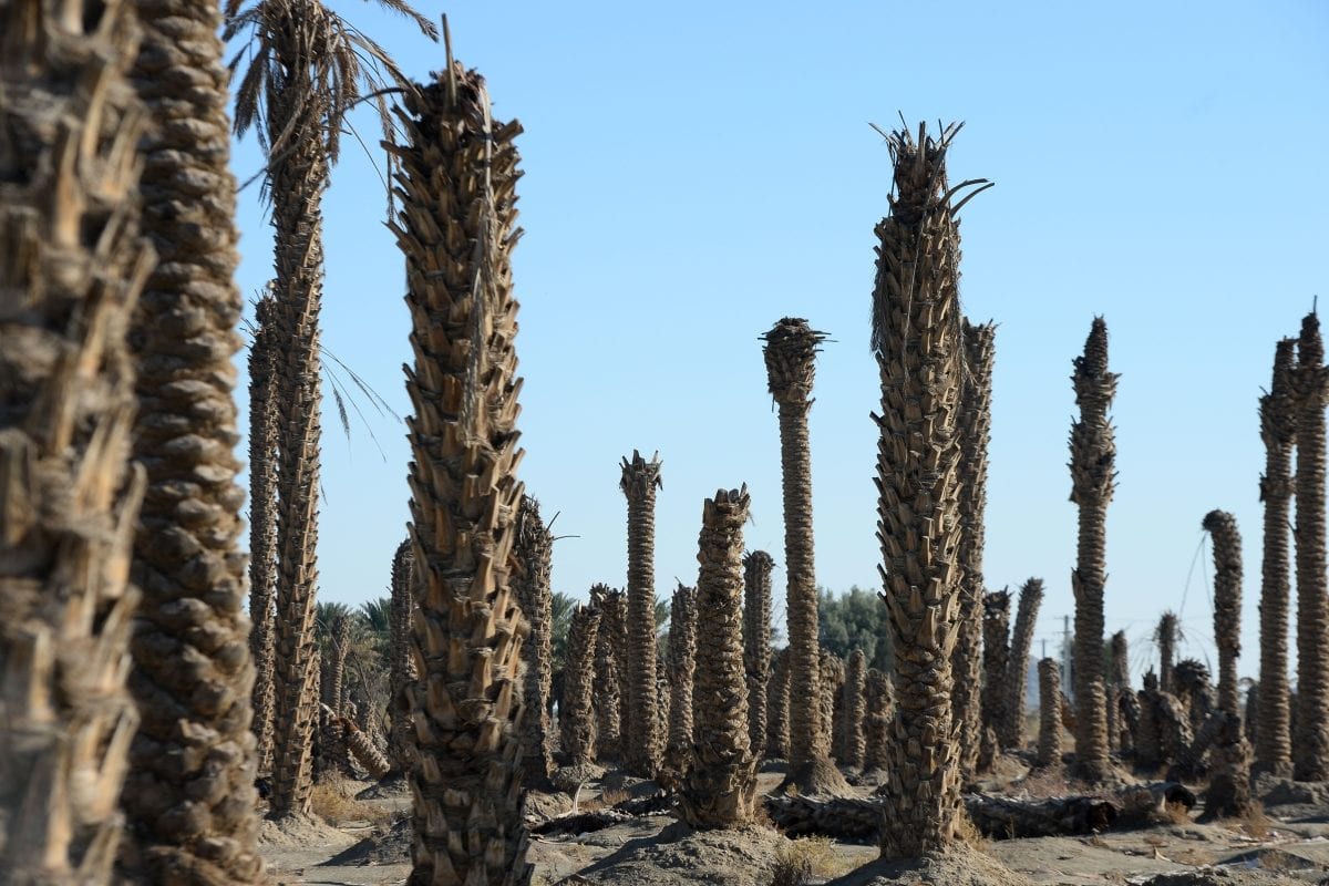 A dry date – Middle East Monitor