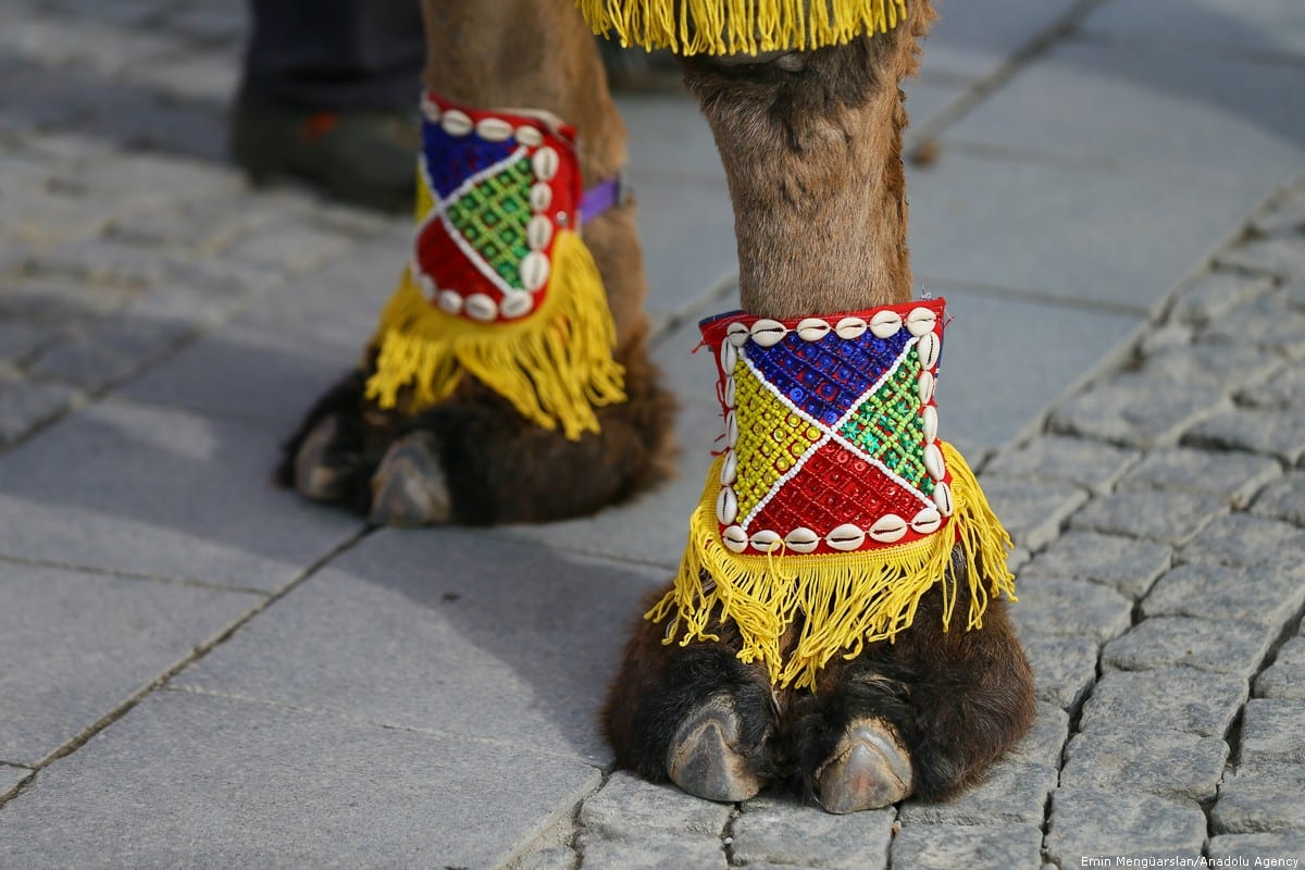 The fanciest camel – Middle East Monitor