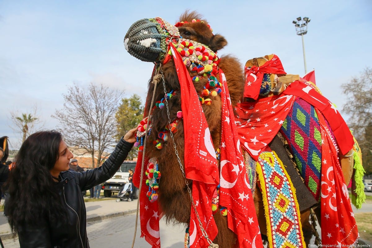 The fanciest camel – Middle East Monitor