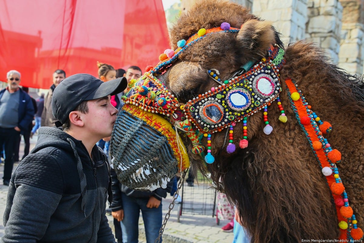 The fanciest camel – Middle East Monitor