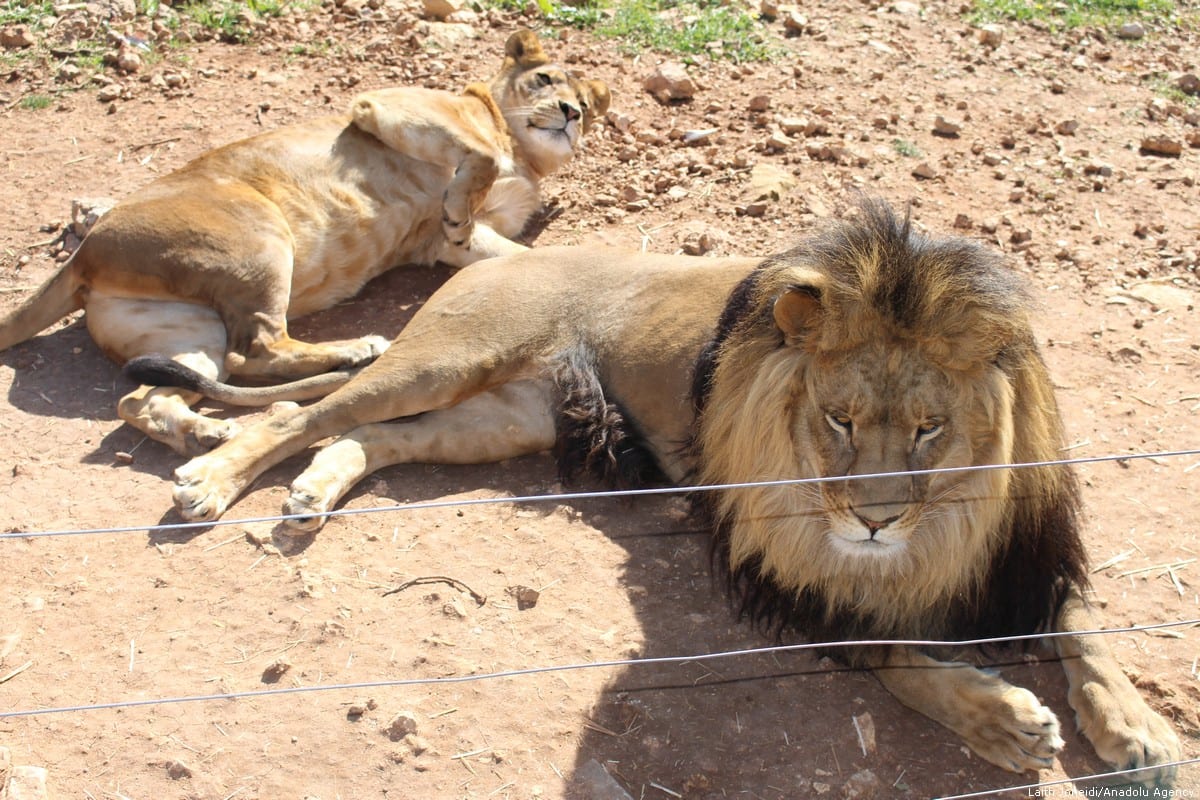 Lions and tigers and bears – Middle East Monitor