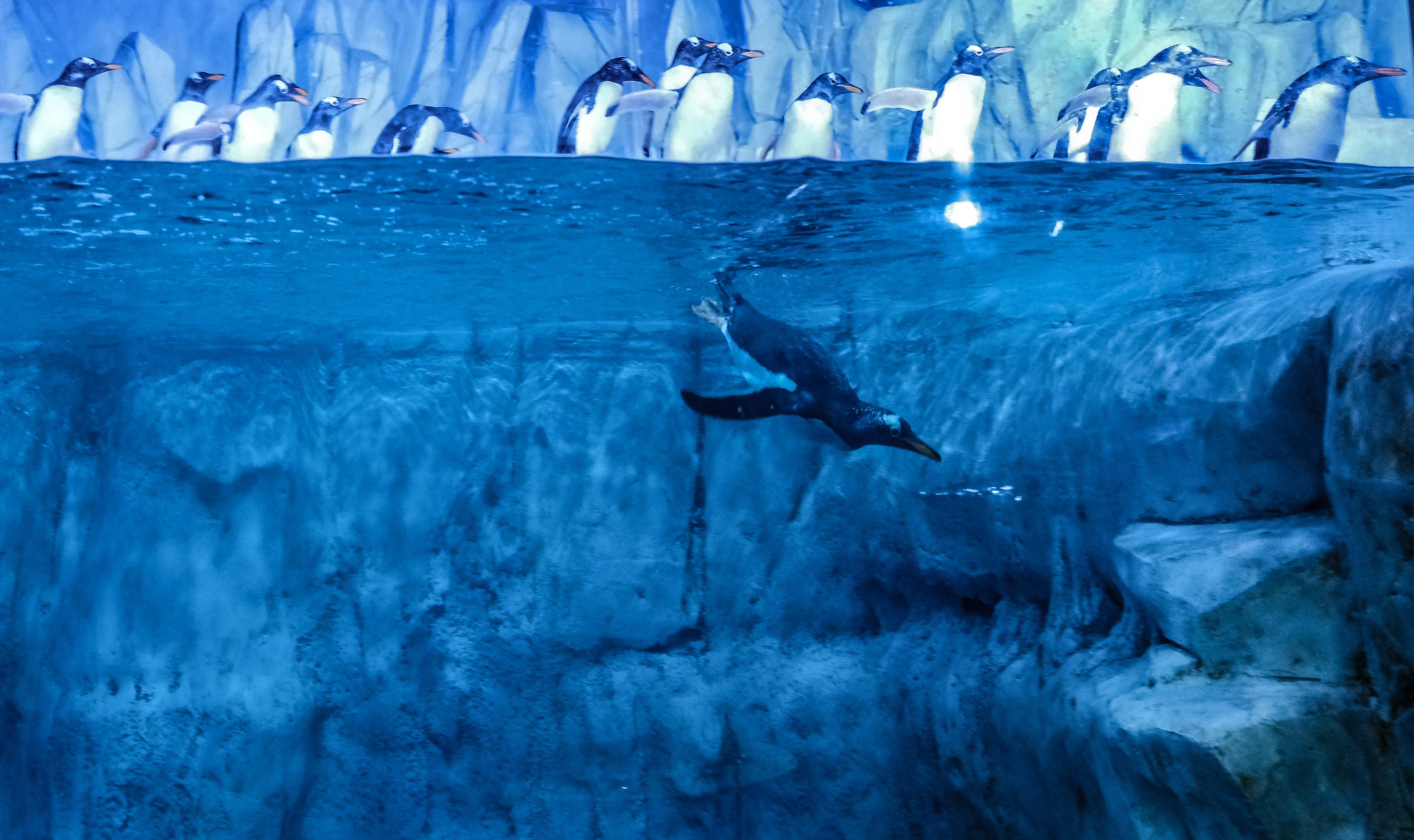 Penguins in Istanbul – Middle East Monitor