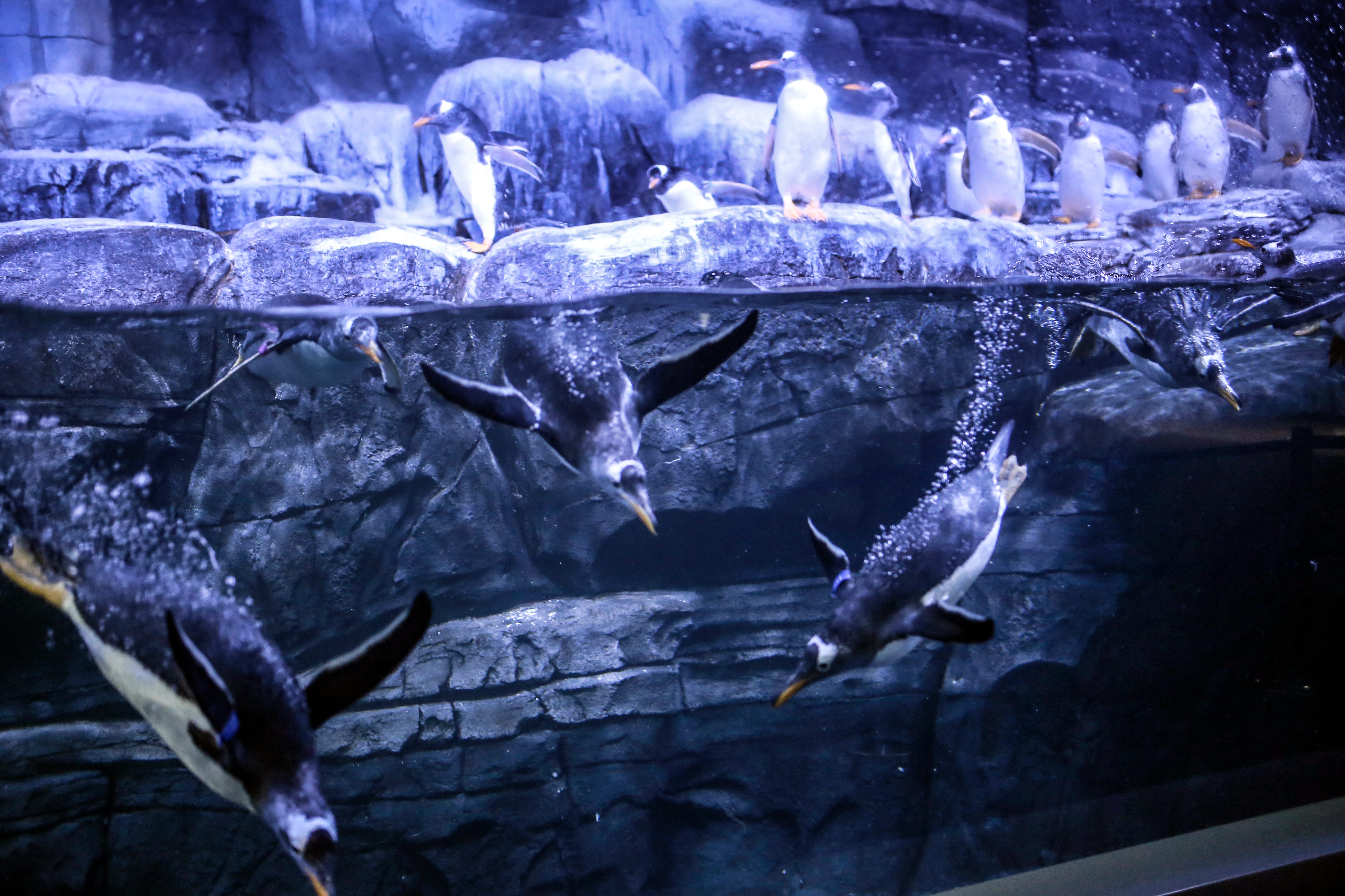 Penguins in Istanbul – Middle East Monitor