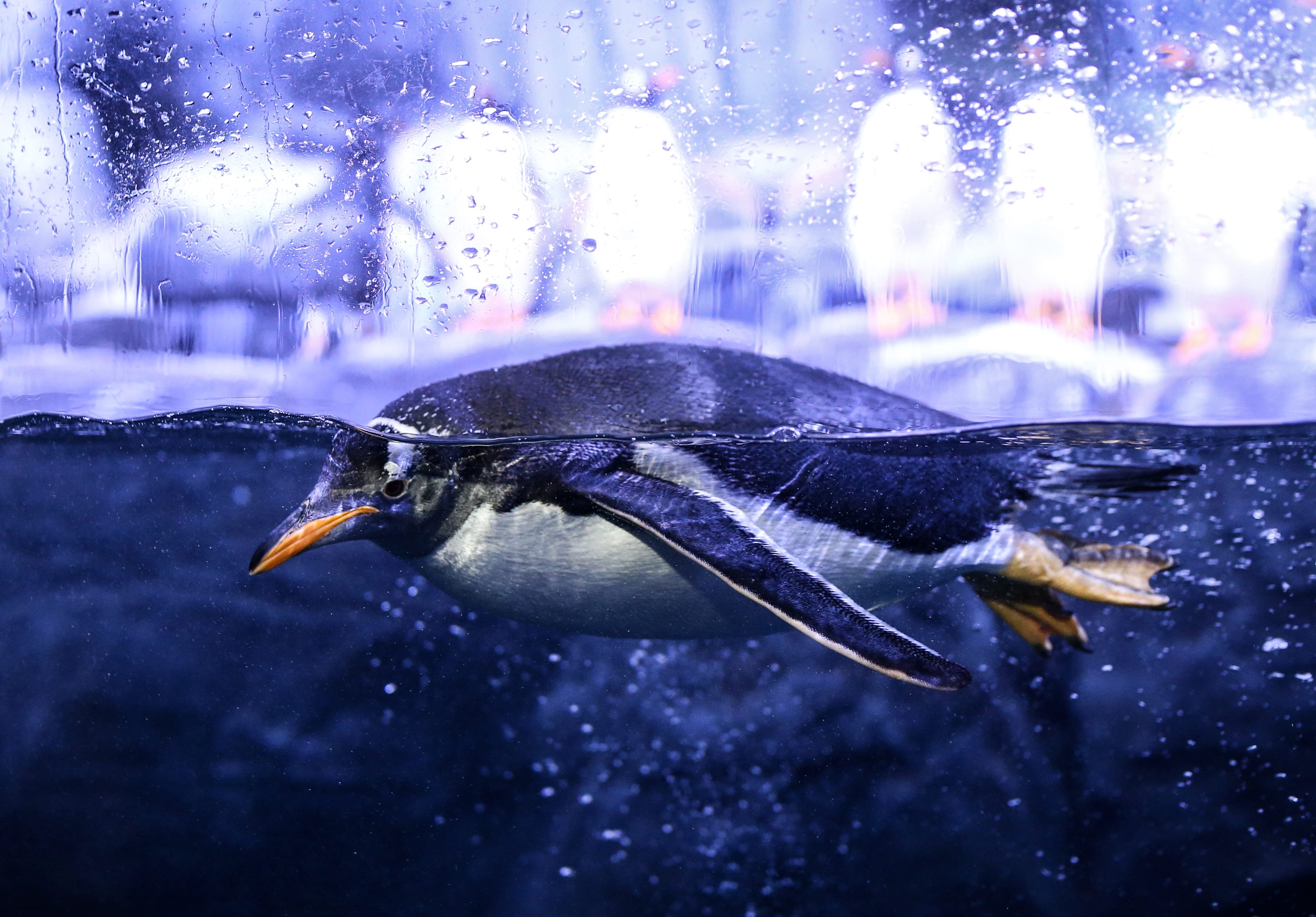 Penguins in Istanbul – Middle East Monitor