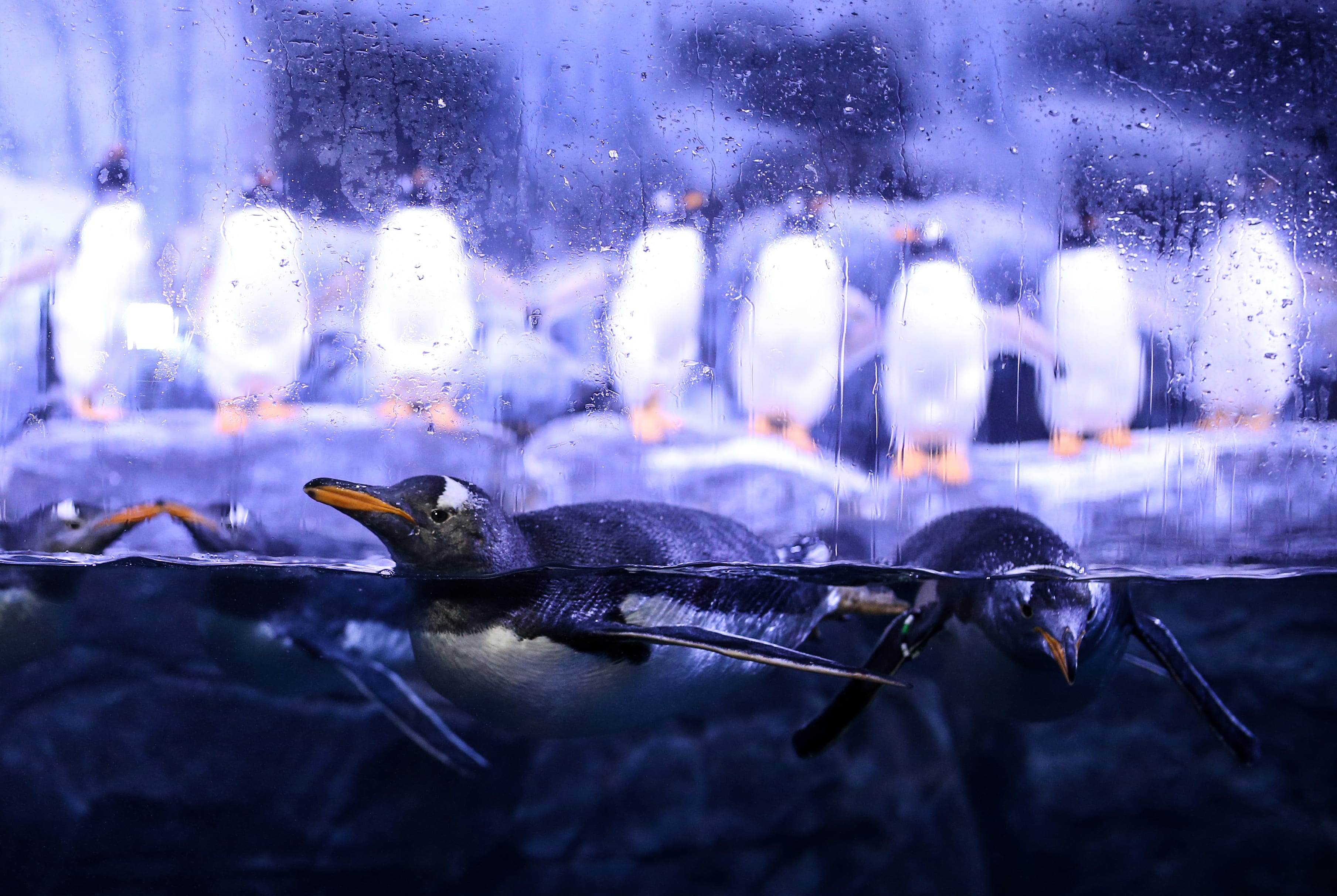 Penguins in Istanbul – Middle East Monitor