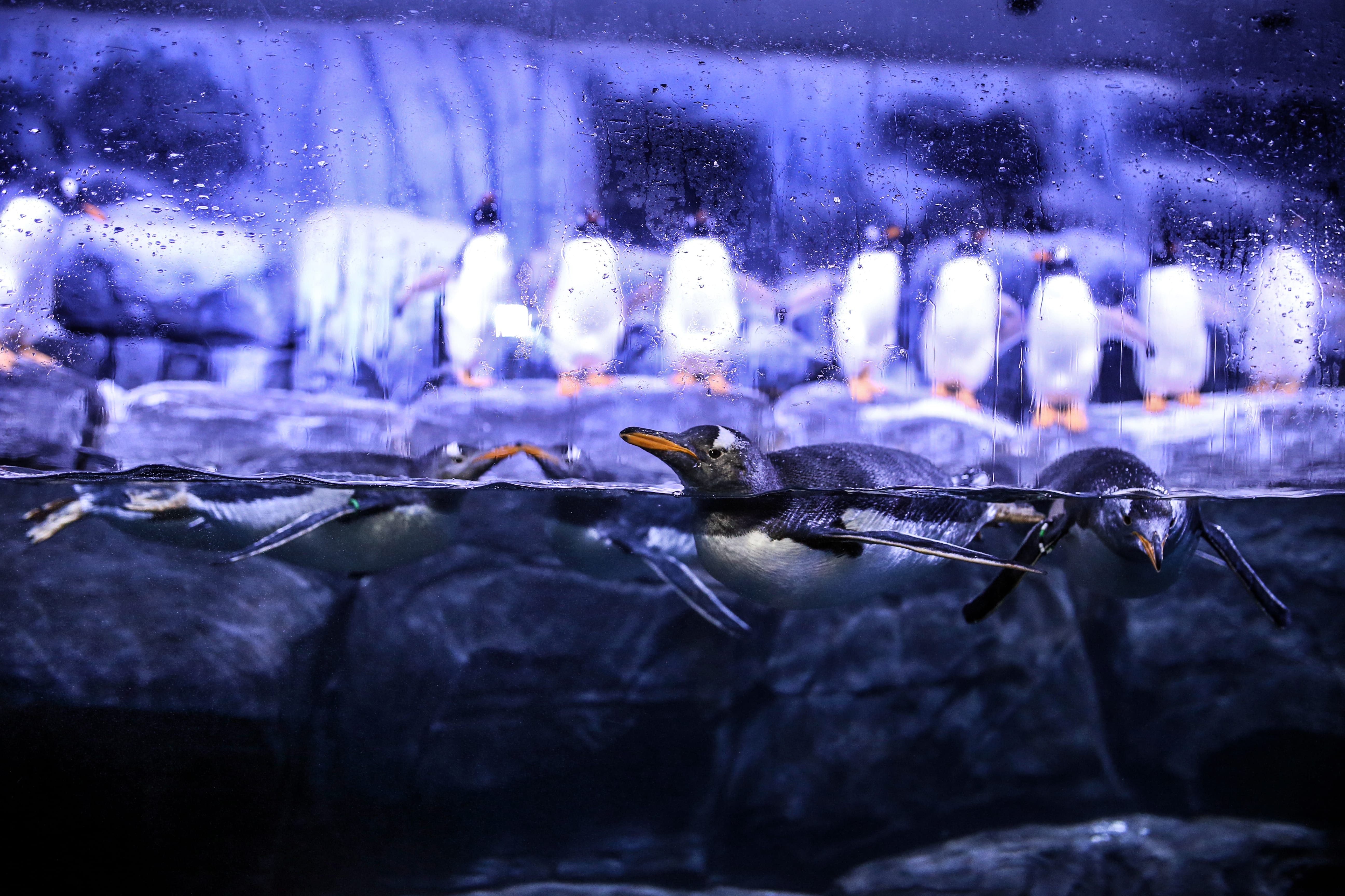 Penguins in Istanbul – Middle East Monitor