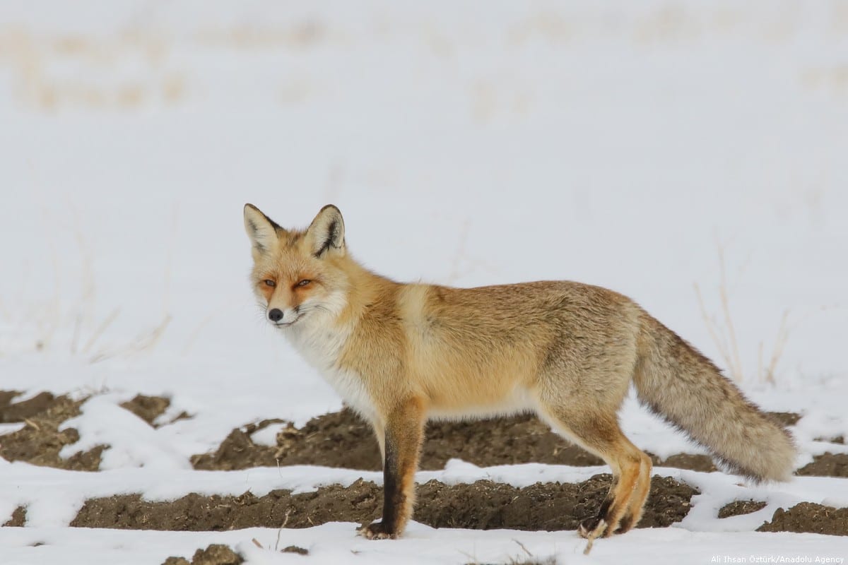 Fantastic Mr. Fox! – Middle East Monitor