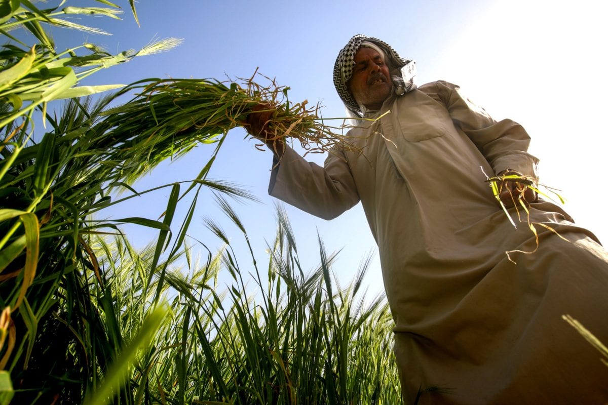 Iraq: Agriculture lands drown following two dams collapse in Basra ...