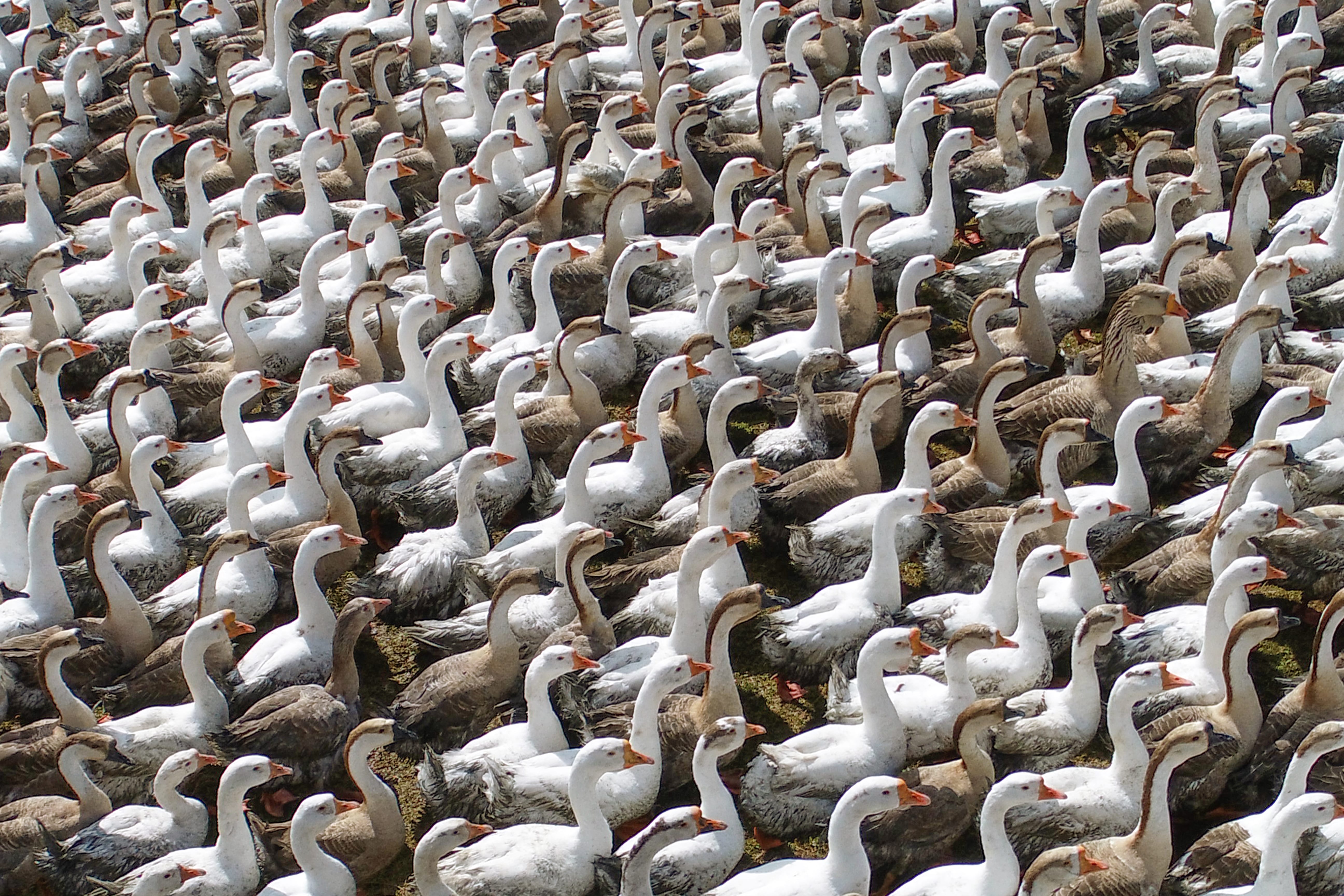 Absolutely quackers – Middle East Monitor