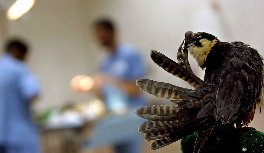 World’s largest falcon hospital cares for Emirati heritage – Middle ...