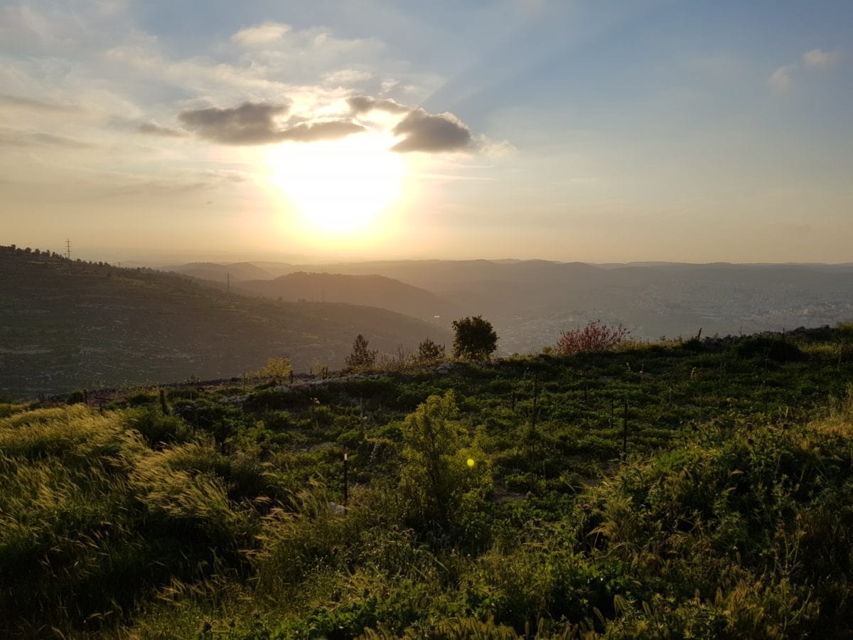 Spring in Palestine – Middle East Monitor