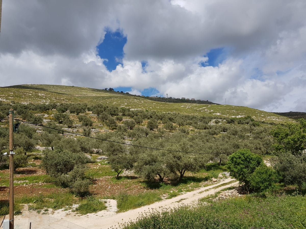 Spring in Palestine – Middle East Monitor