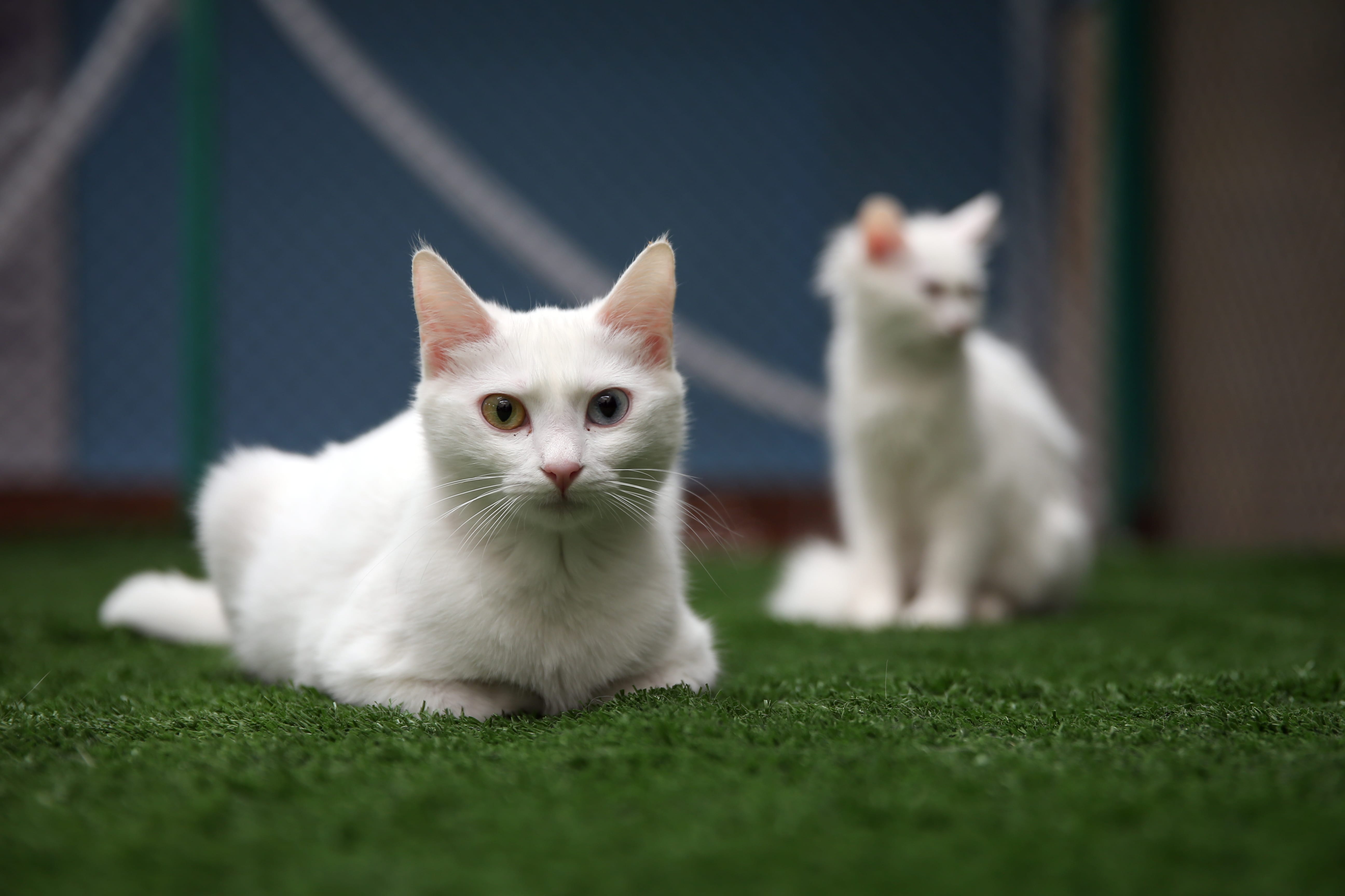 Fluff balls by the pool – Middle East Monitor