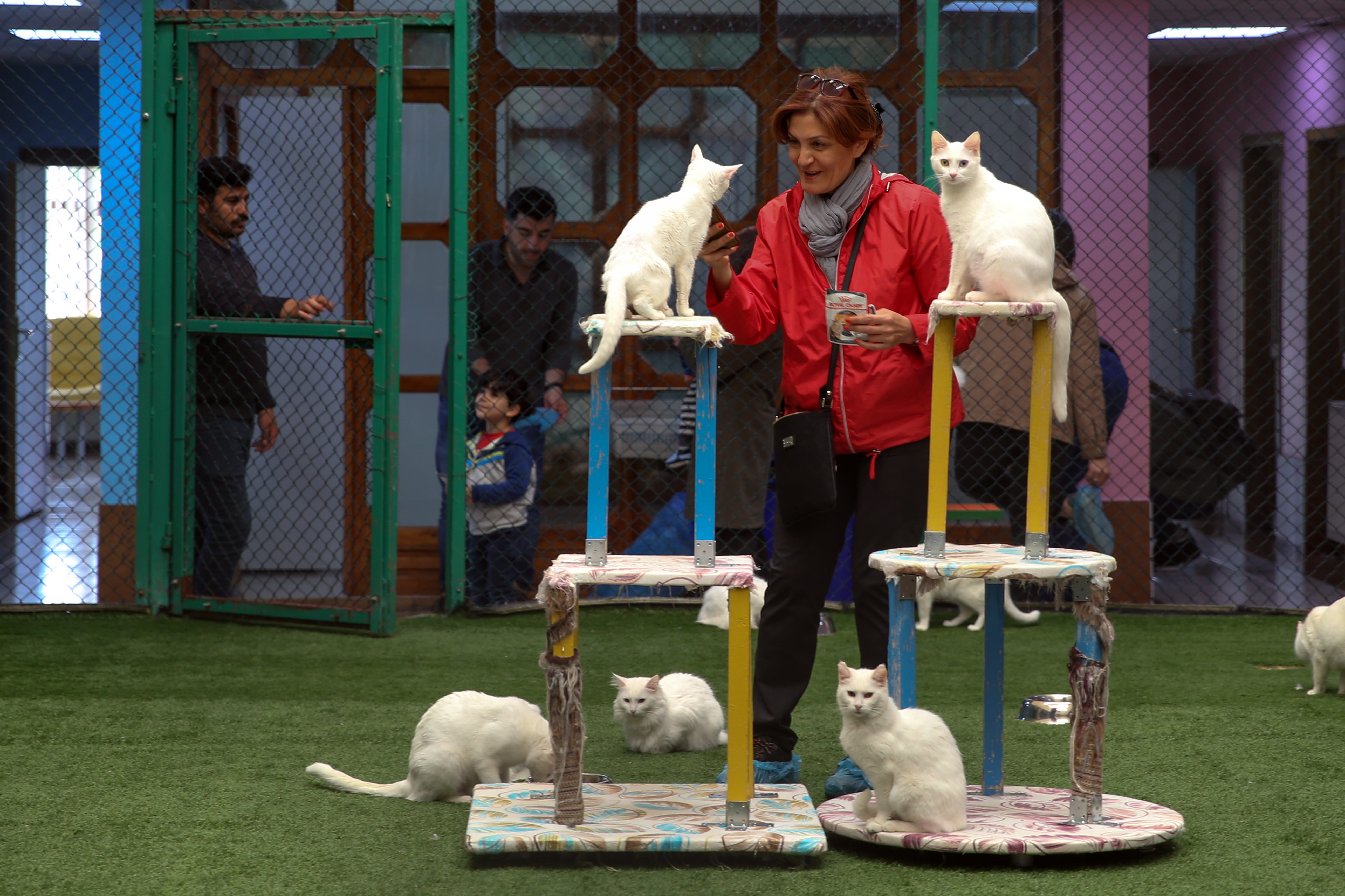 Fluff balls by the pool – Middle East Monitor